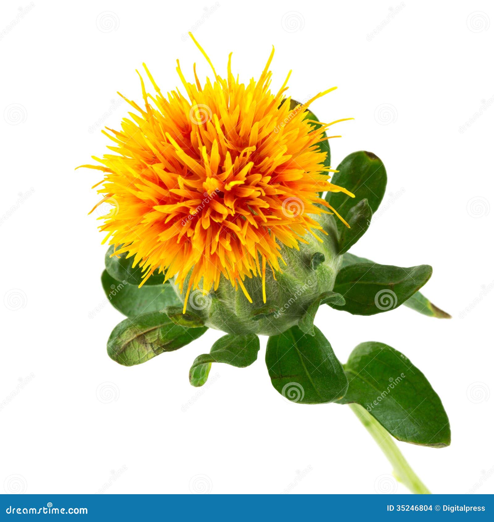 Safflower stock photo. Image of blooming, thistle, flower - 35246804