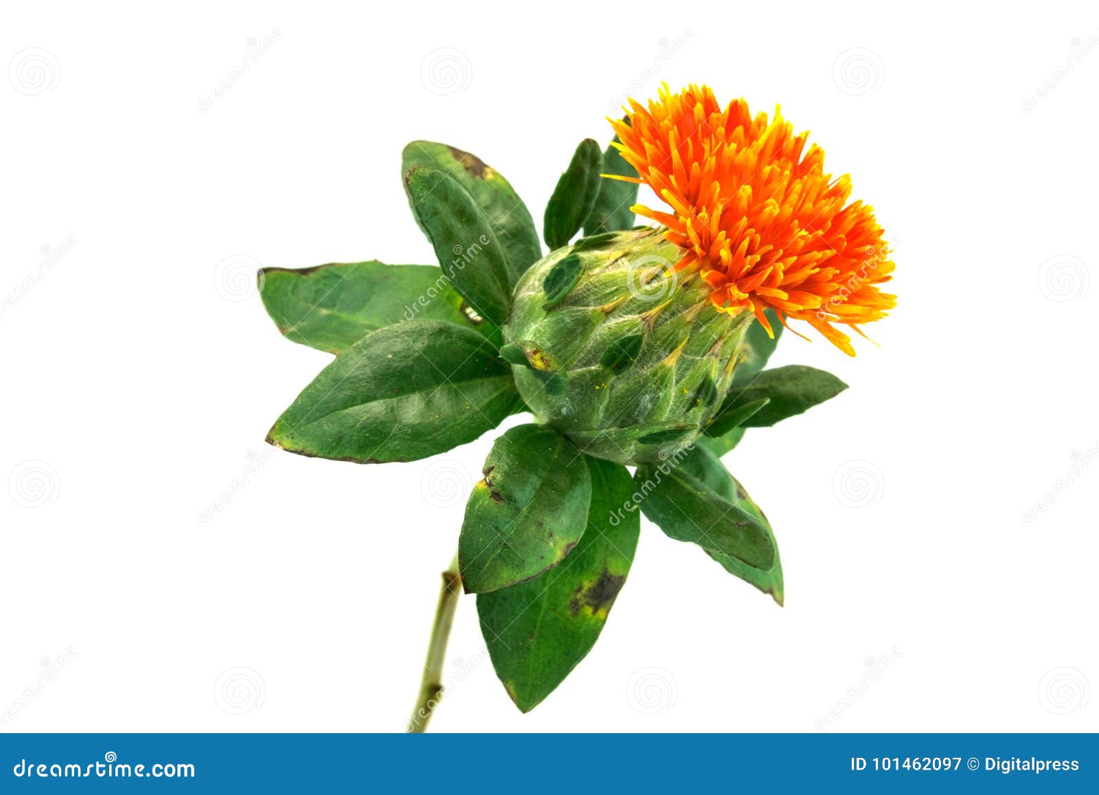 Safflower stock image. Image of saffron, white, close - 101462097