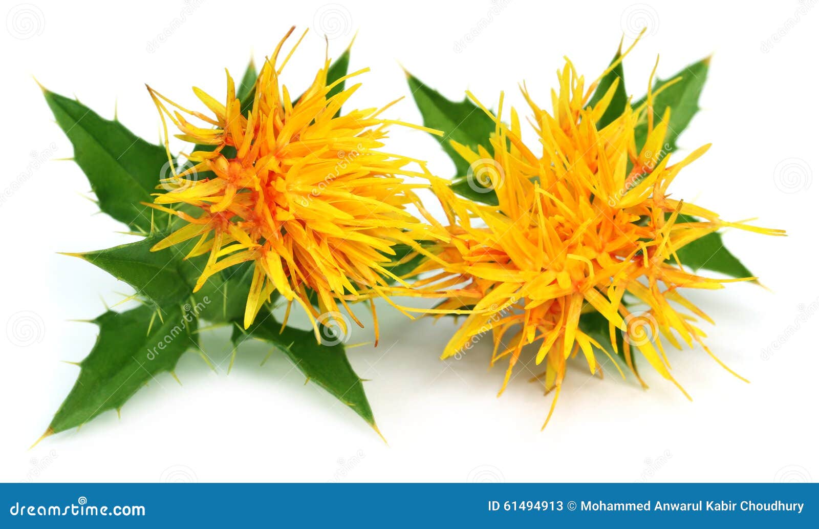 Safflower stock image. Image of white, floral, colorant - 61494913