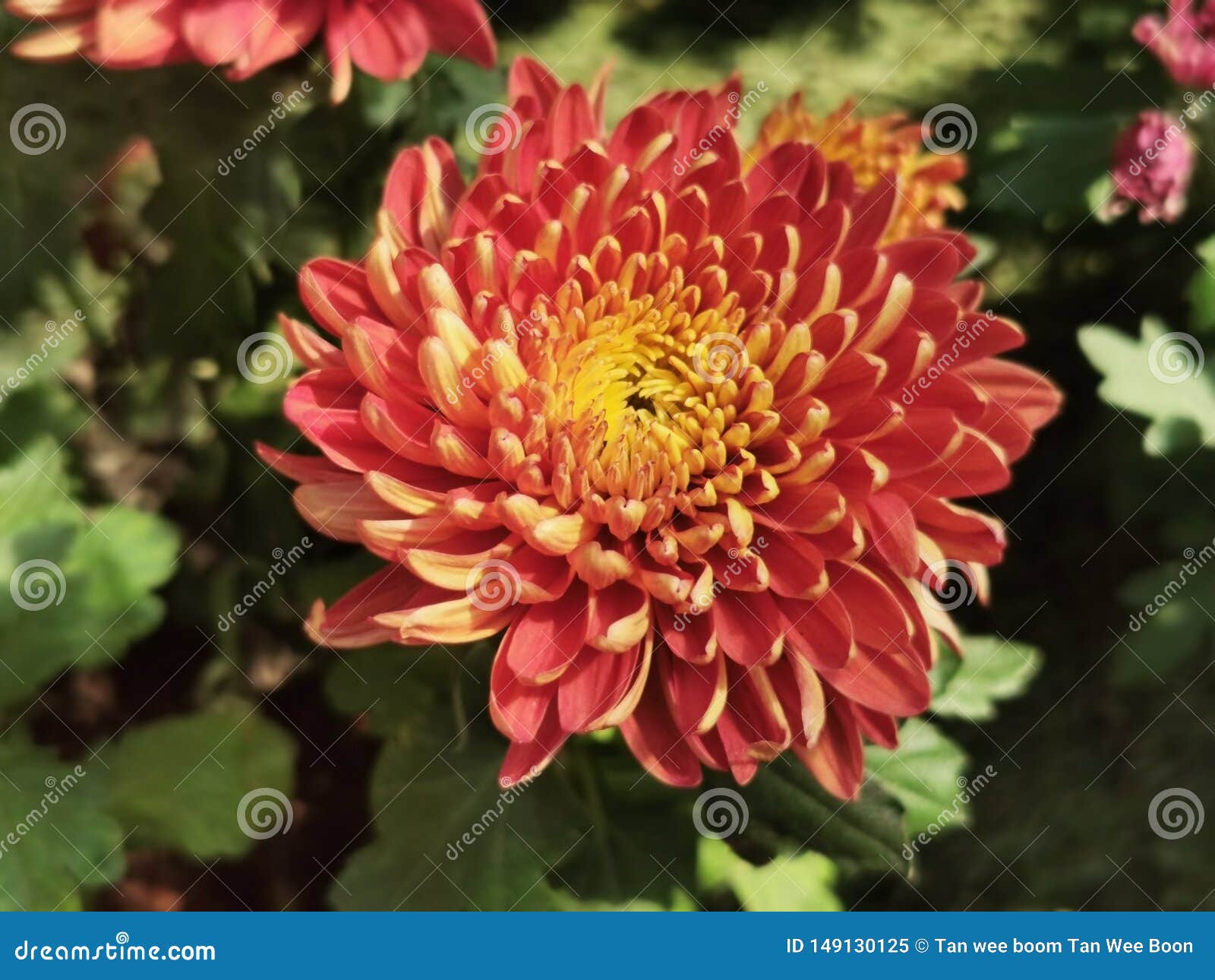 Safflower, flower, red stock image. Image of flower - 149130125