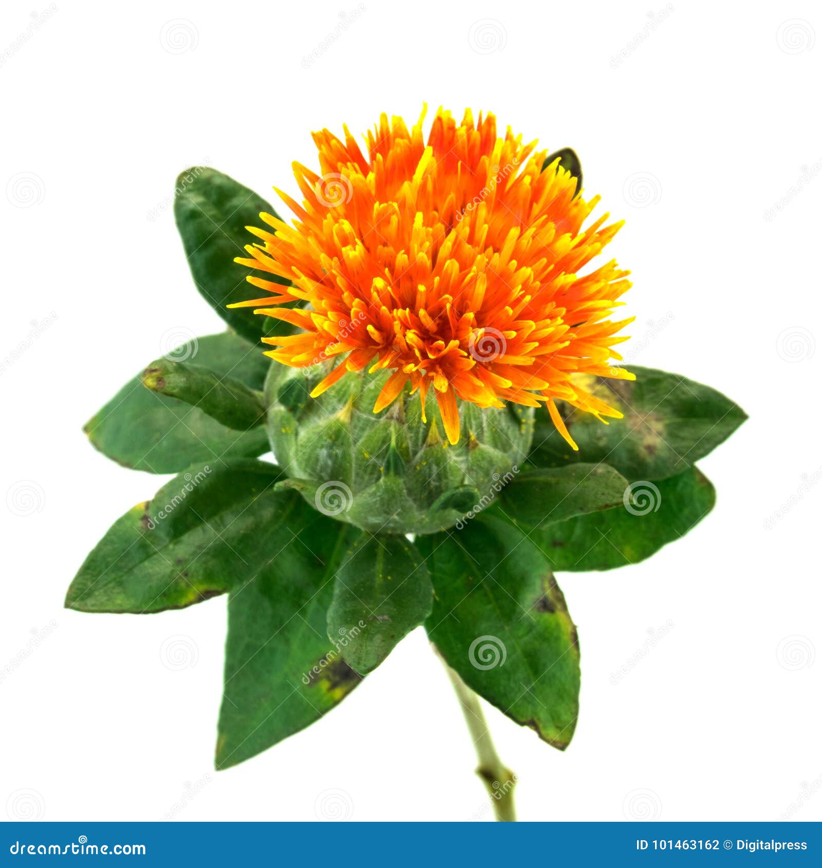 Safflower stock photo. Image of saffron, ingredient - 101463162