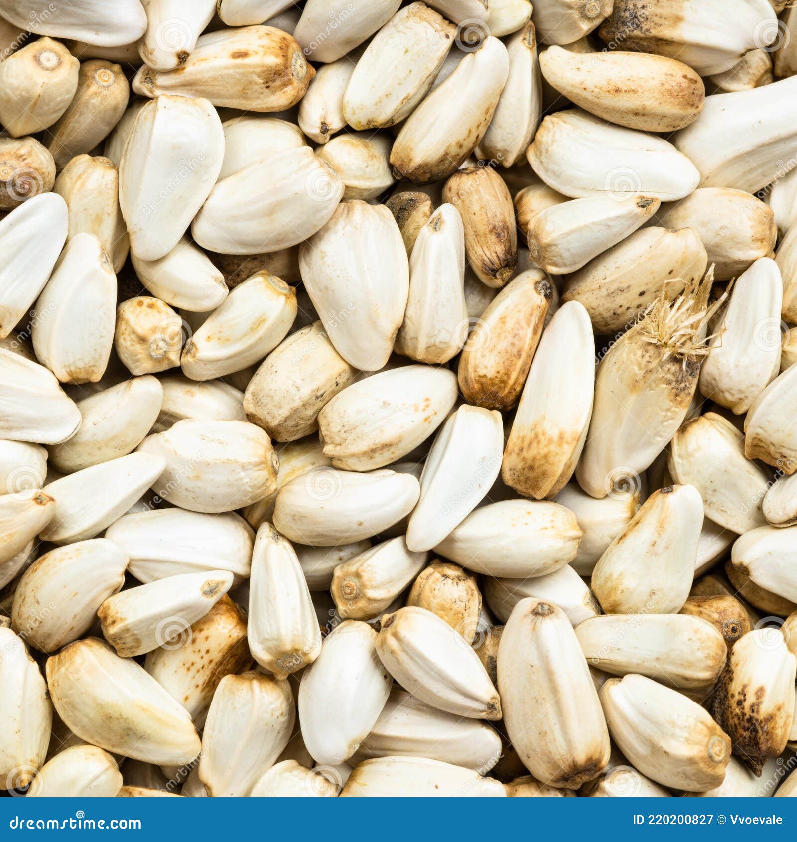 Safflower seeds close up stock image. Image of corn - 220200827