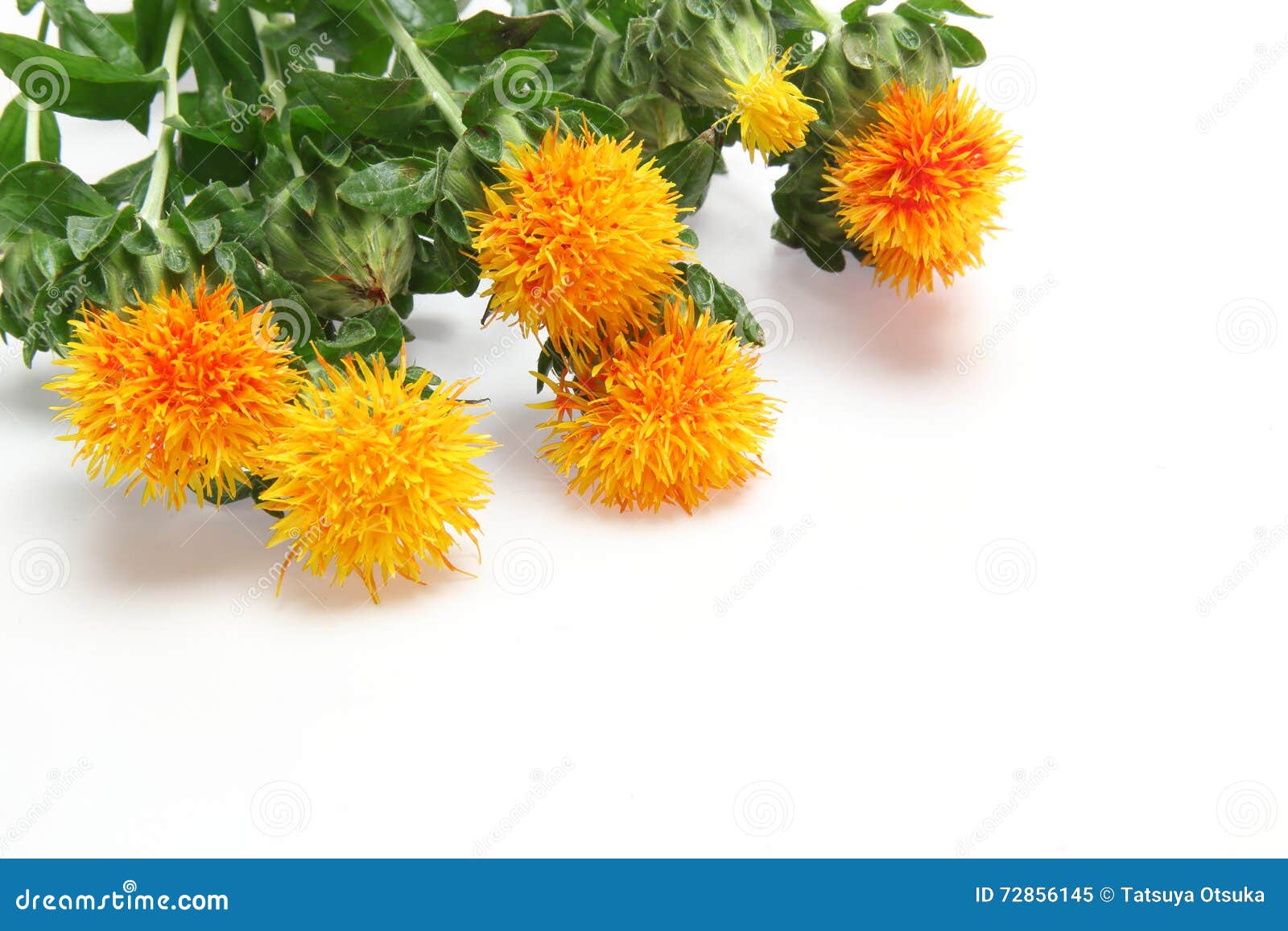 Safflower in a White Background Stock Image - Image of shot, tinctorius ...