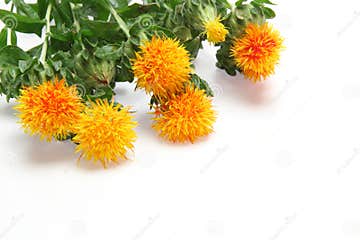 Safflower in a White Background Stock Image - Image of shot, tinctorius ...