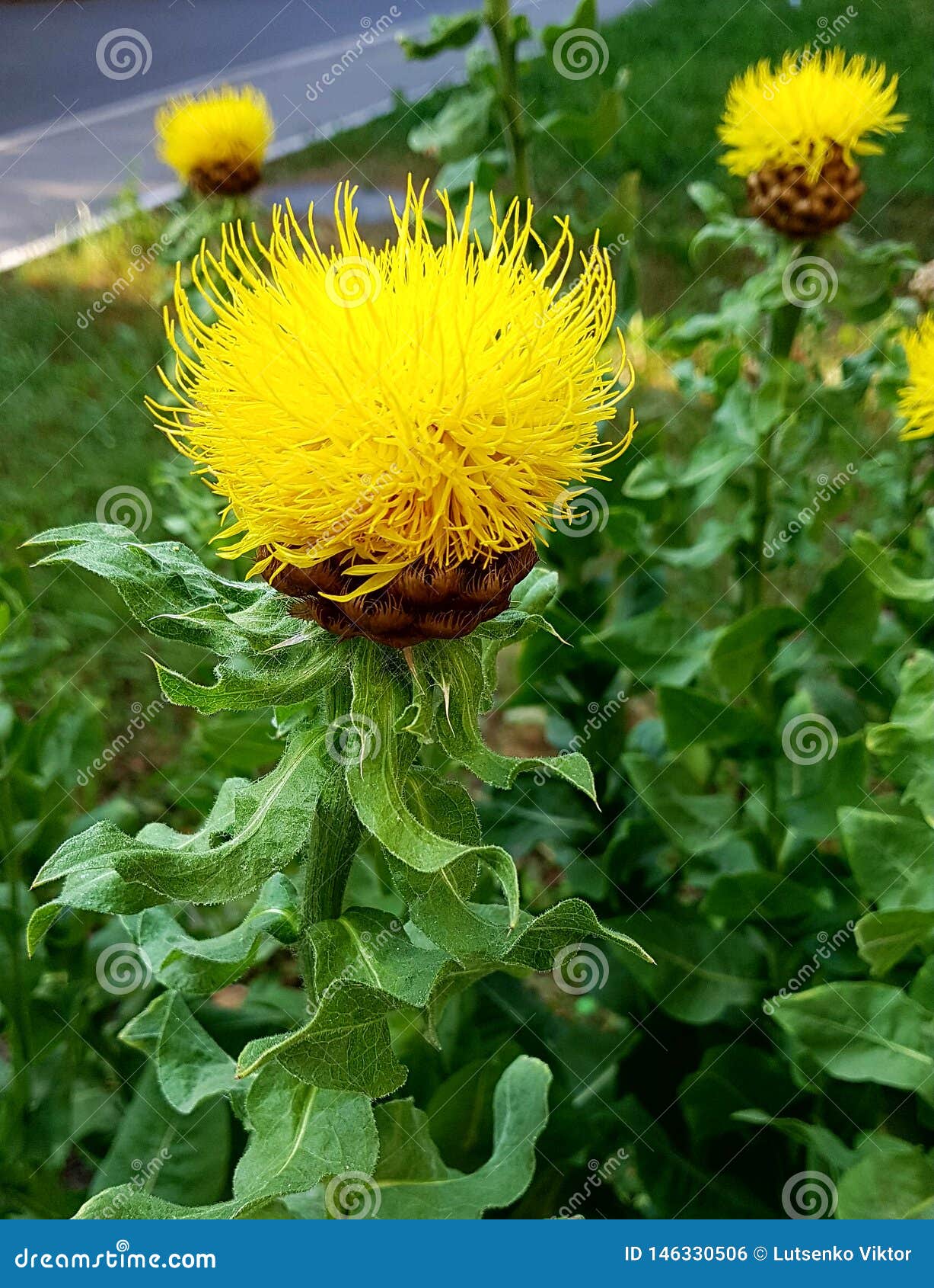 Cool Safflower Yellow Background Blurred. Yellow Thistle Stock Photo ...