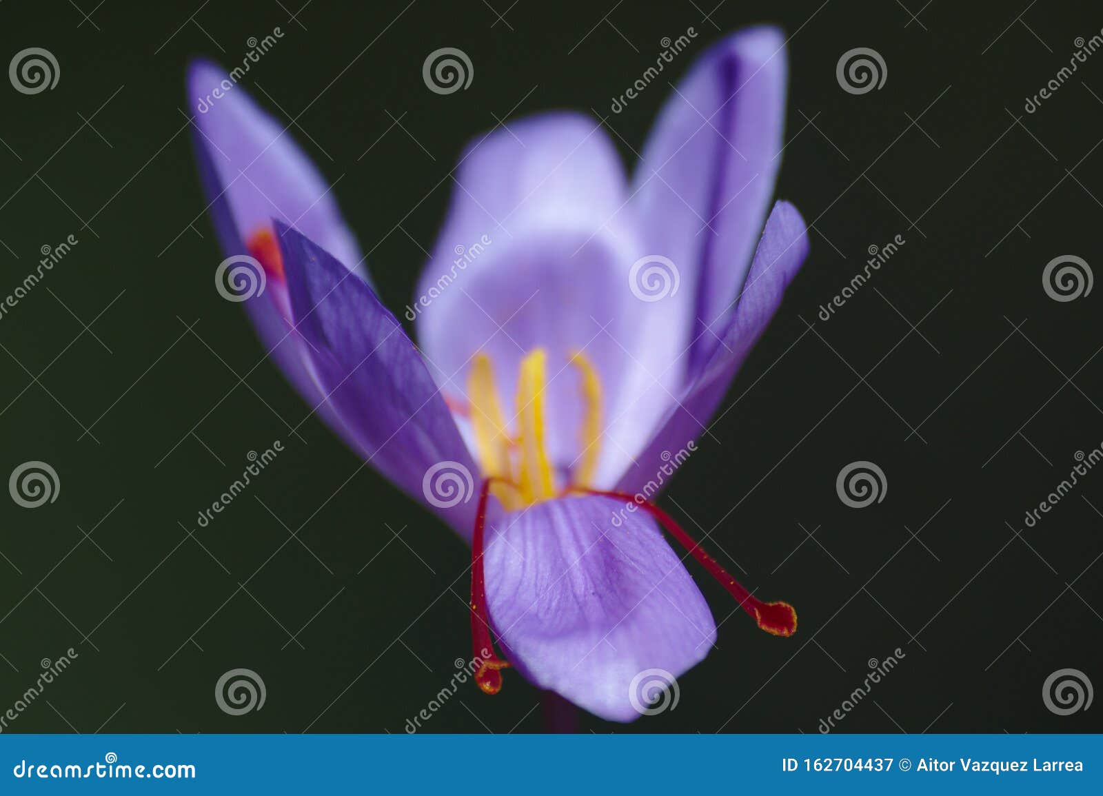 Saffran flower stock image. Image of viewed, pistiles - 162704437