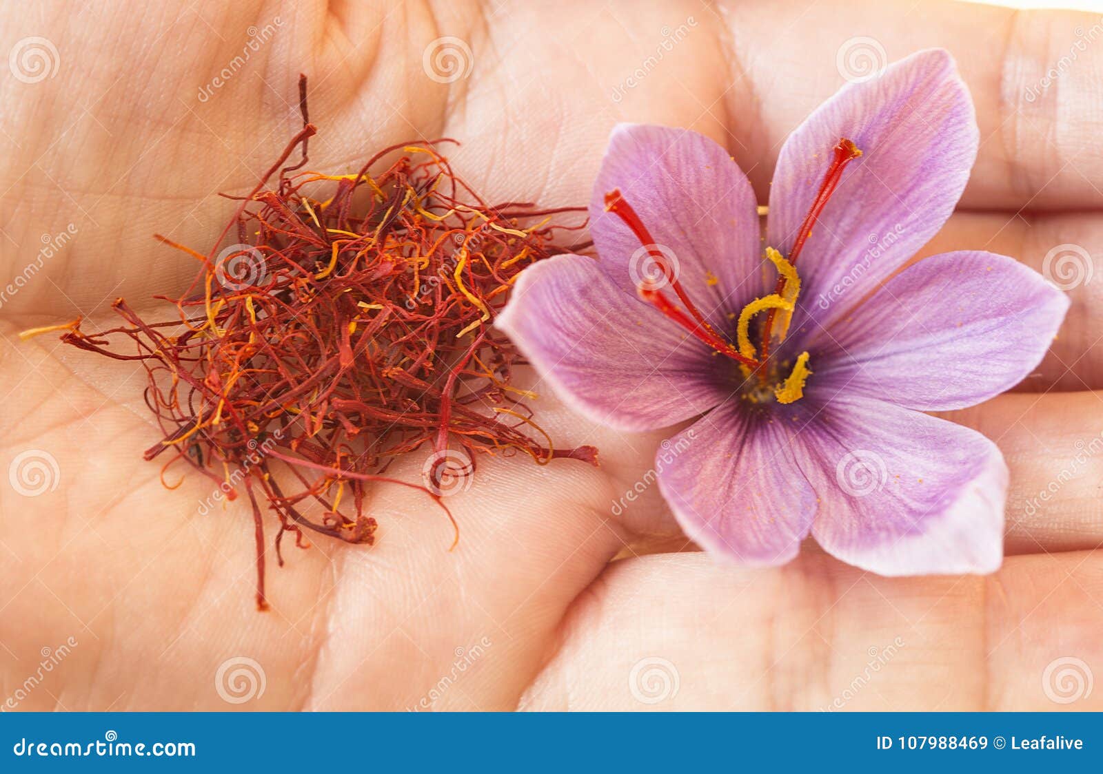 Saffran I En Hand- Och Saffranblomma Fotografering för Bildbyråer ...