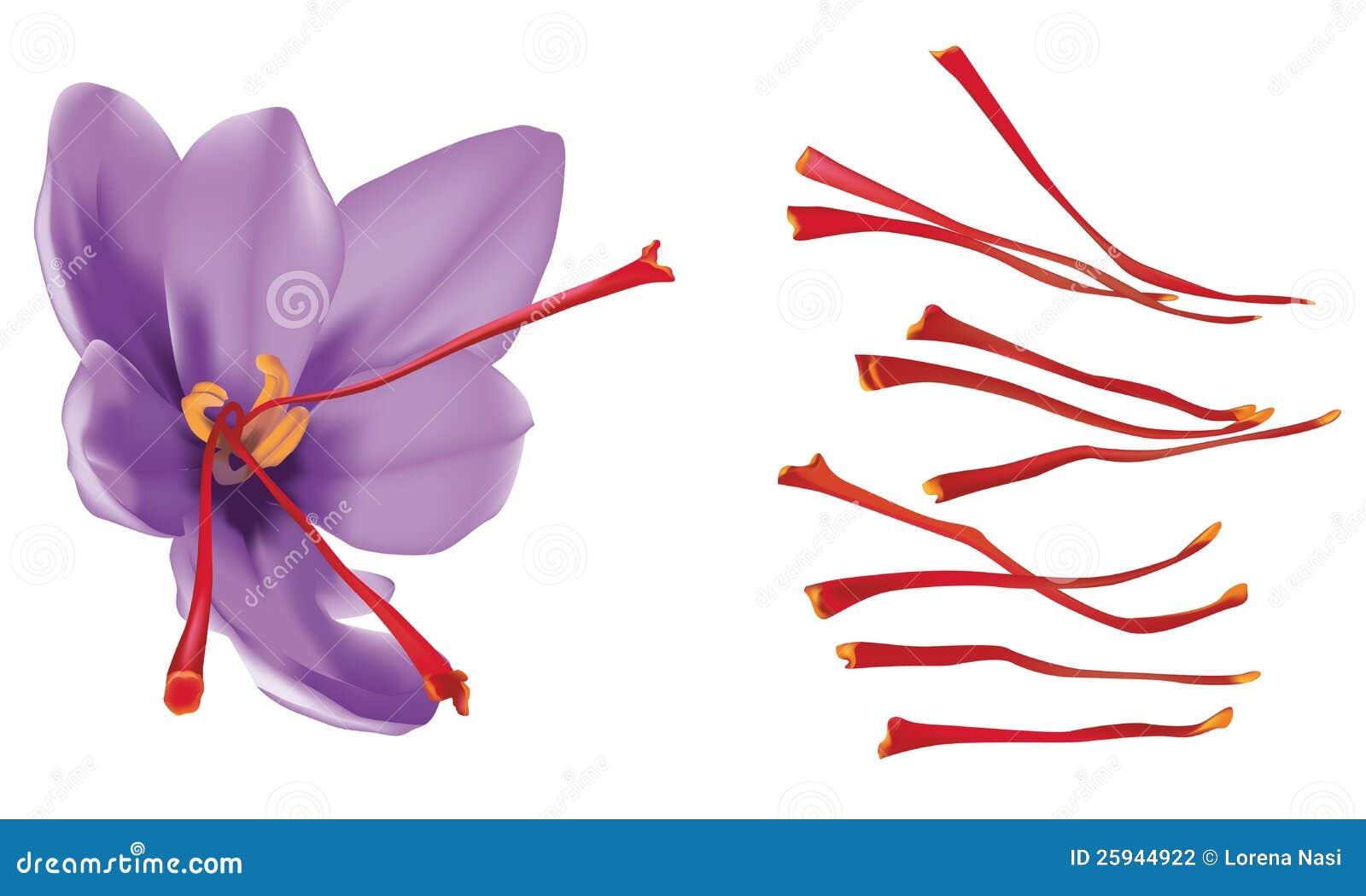 Saffron Cartoon Vector | CartoonDealer.com #59838851