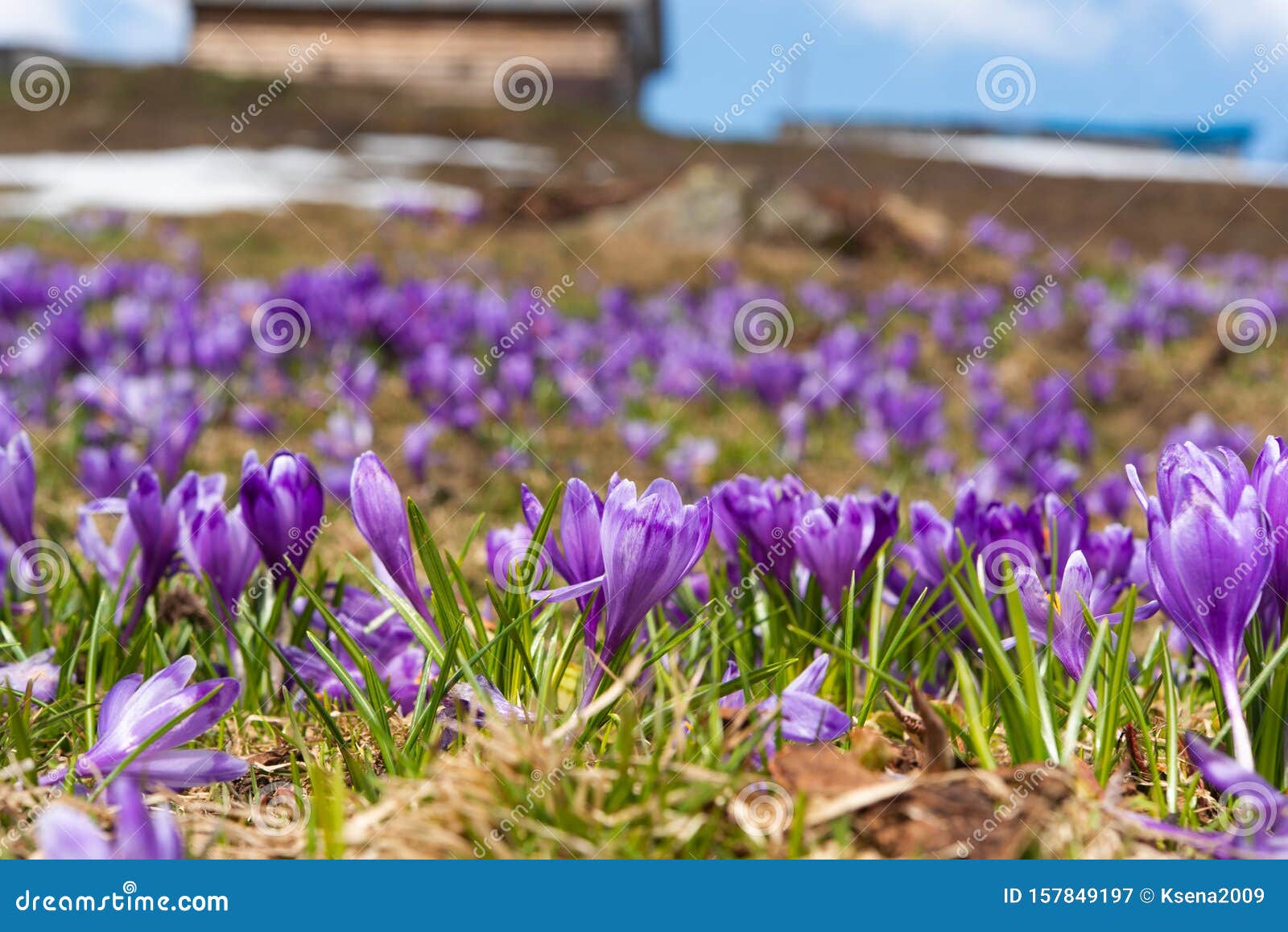 Saffron Blooming in Early Spring in the Meadow Stock Image - Image of ...
