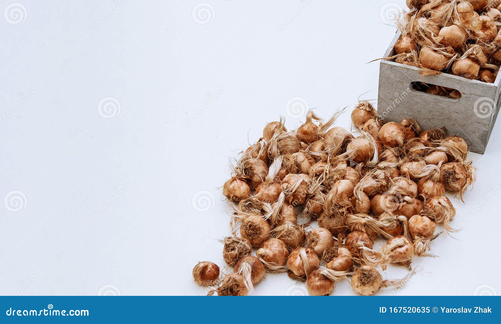 Saffron Bulb on a White Background. Copy-space Stock Image - Image of ...