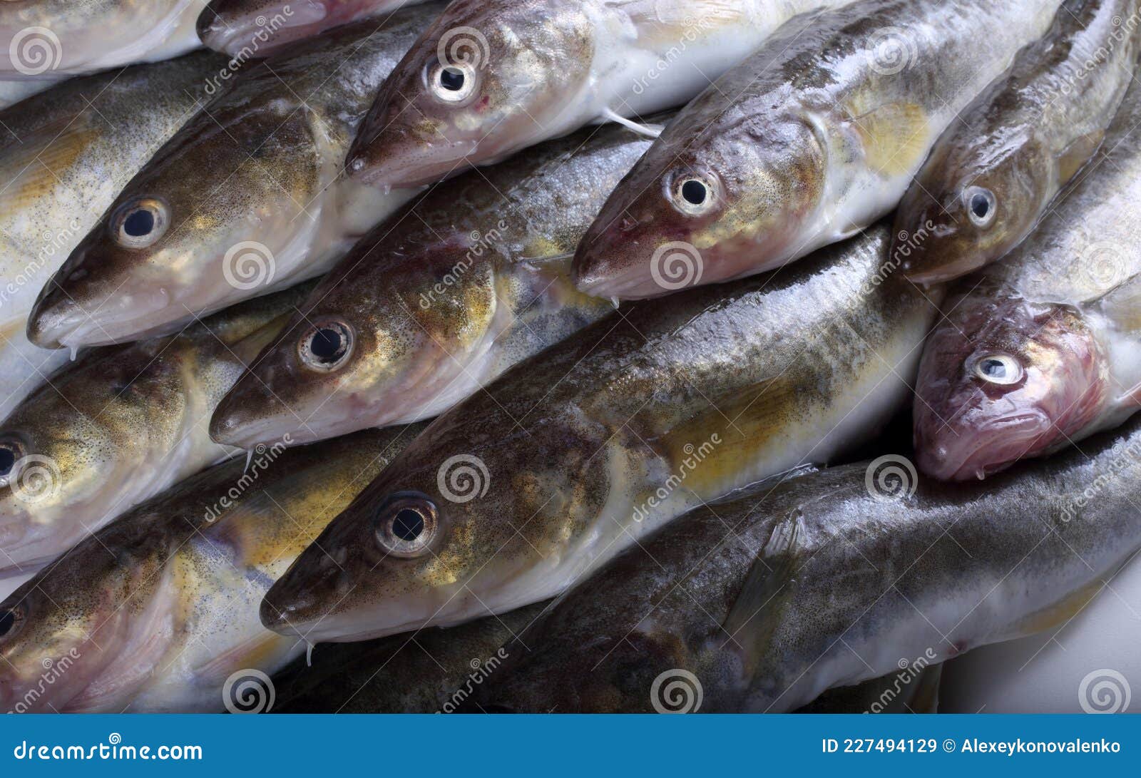 Saffron cods background stock image. Image of background - 227494129