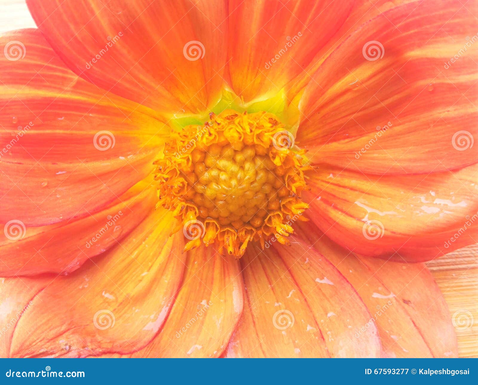 Saffron Colored Dahlia Flower Stock Image - Image of background ...