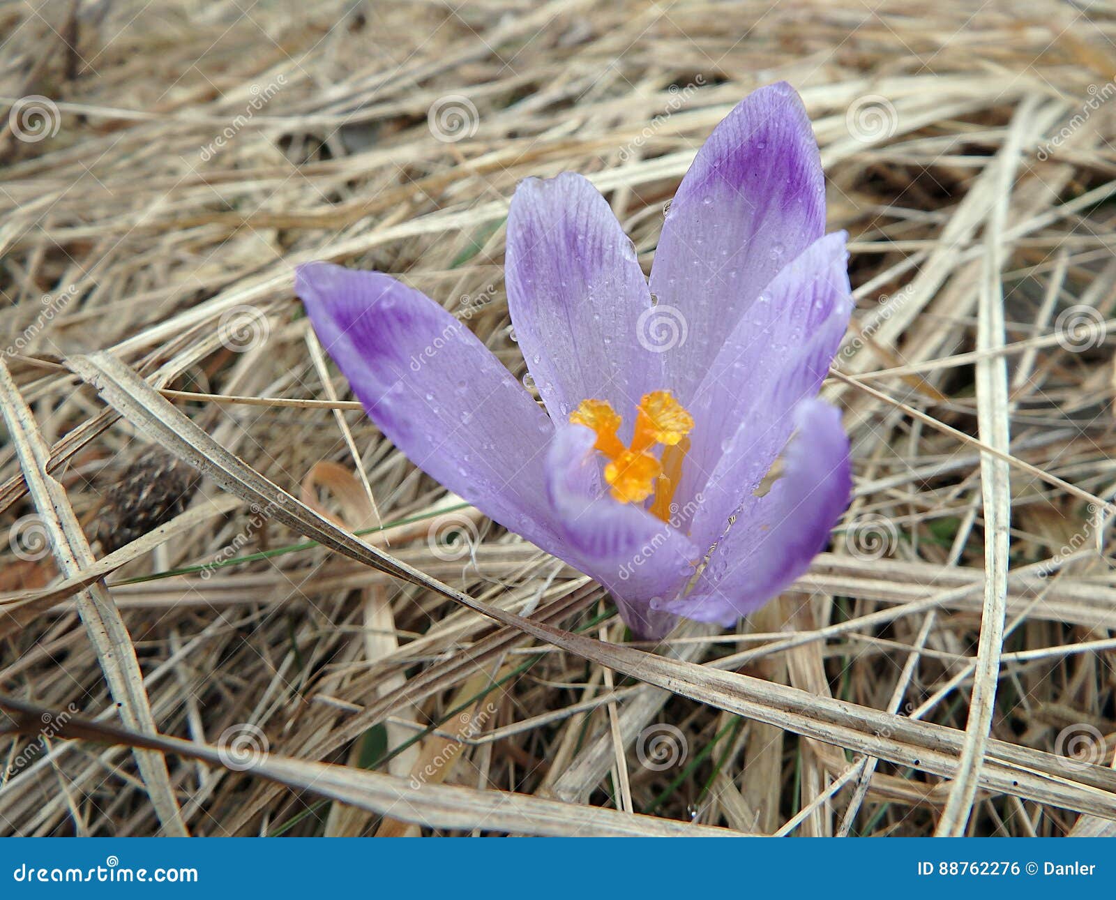Saffron, Crocus,Crocus Heuffelianus Stock Photo - Image of garden ...