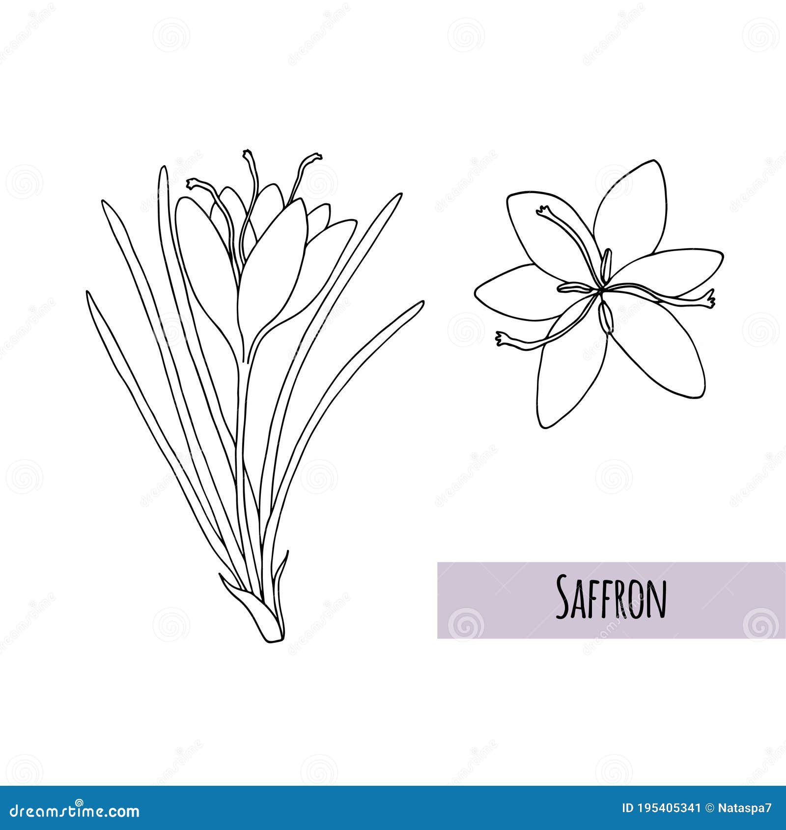 Saffron Crocus Flower Or Botanica Crocus Vector Black And White. Can Be ...
