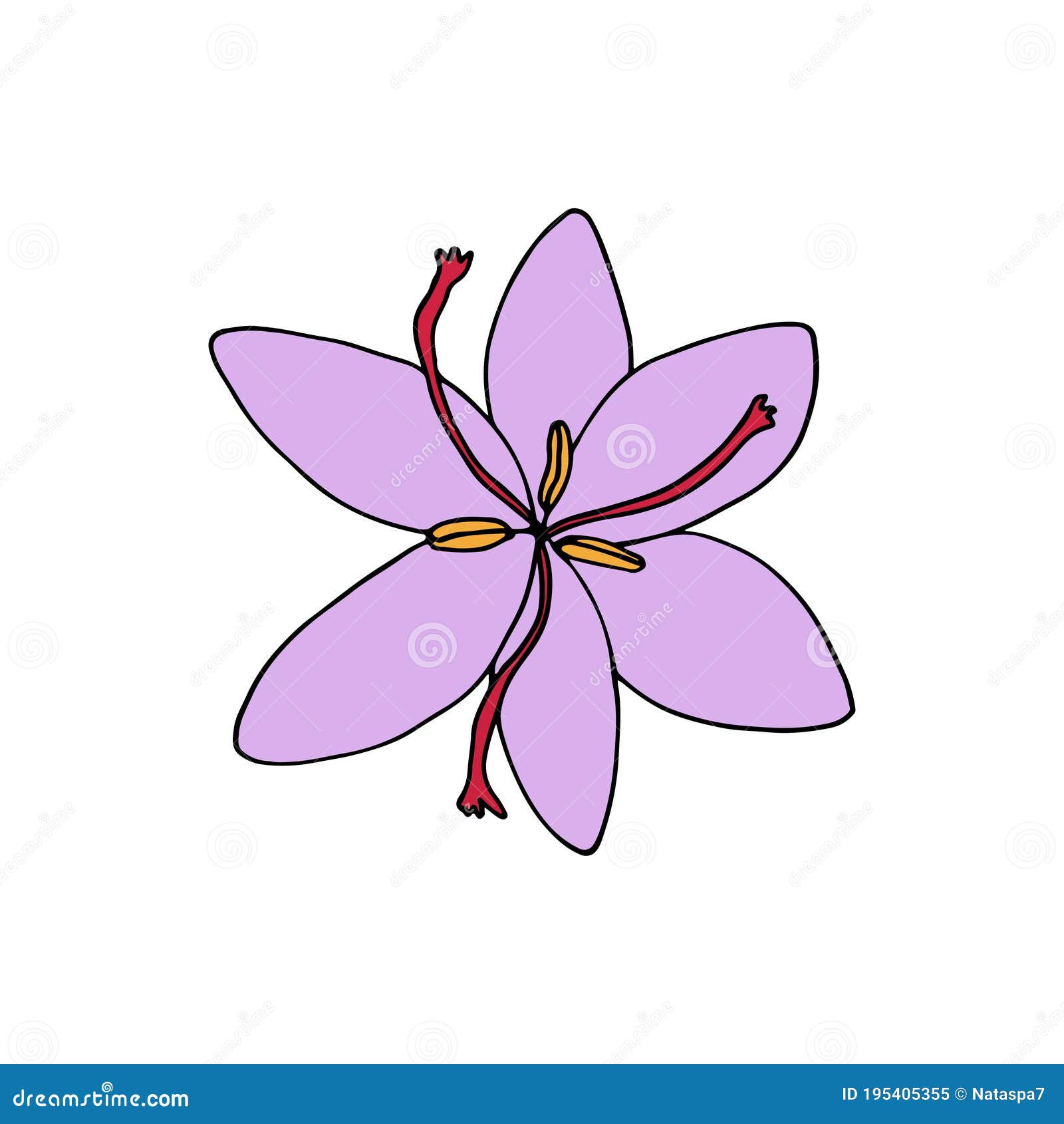 Saffron Crocus Flower Crocus Sativus. Hand Draw Stock Vector ...