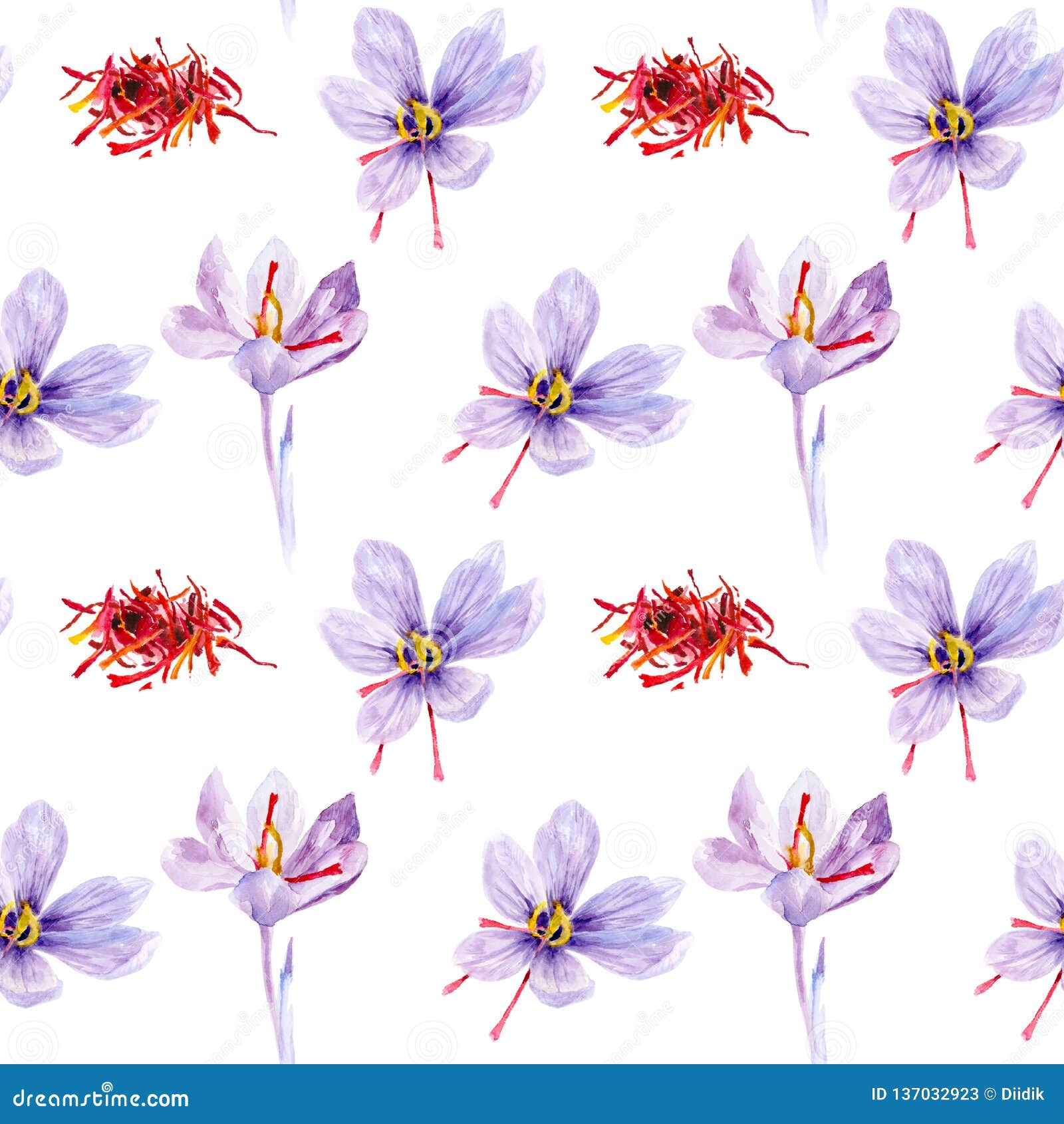 Saffron Crocus Flower Watercolor Hand Drawn Illustration Stock ...