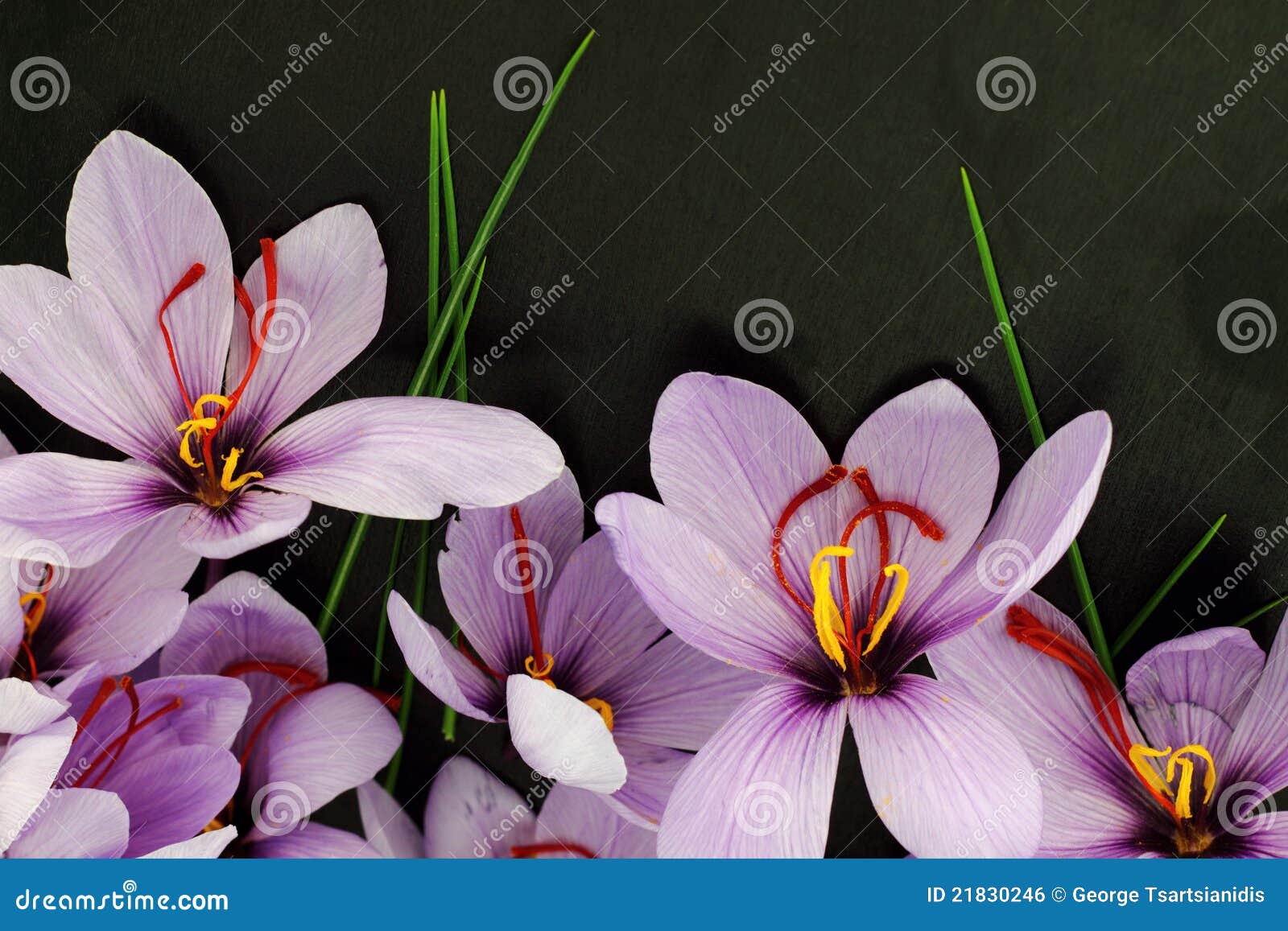 Saffron Crocus flowers stock photo. Image of flora, petals - 21830246