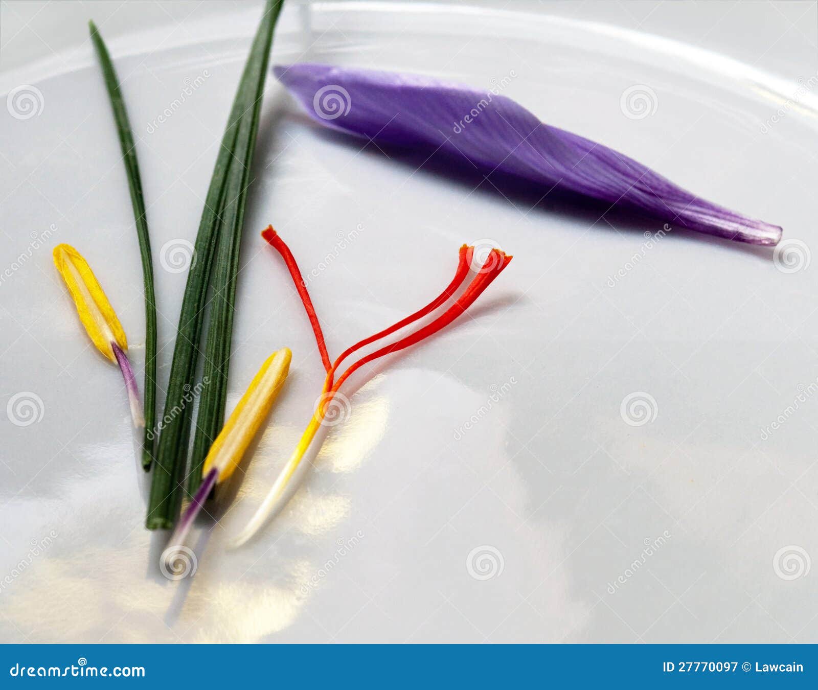Saffron Crocus Parts stock image. Image of close, catapylls - 27770097