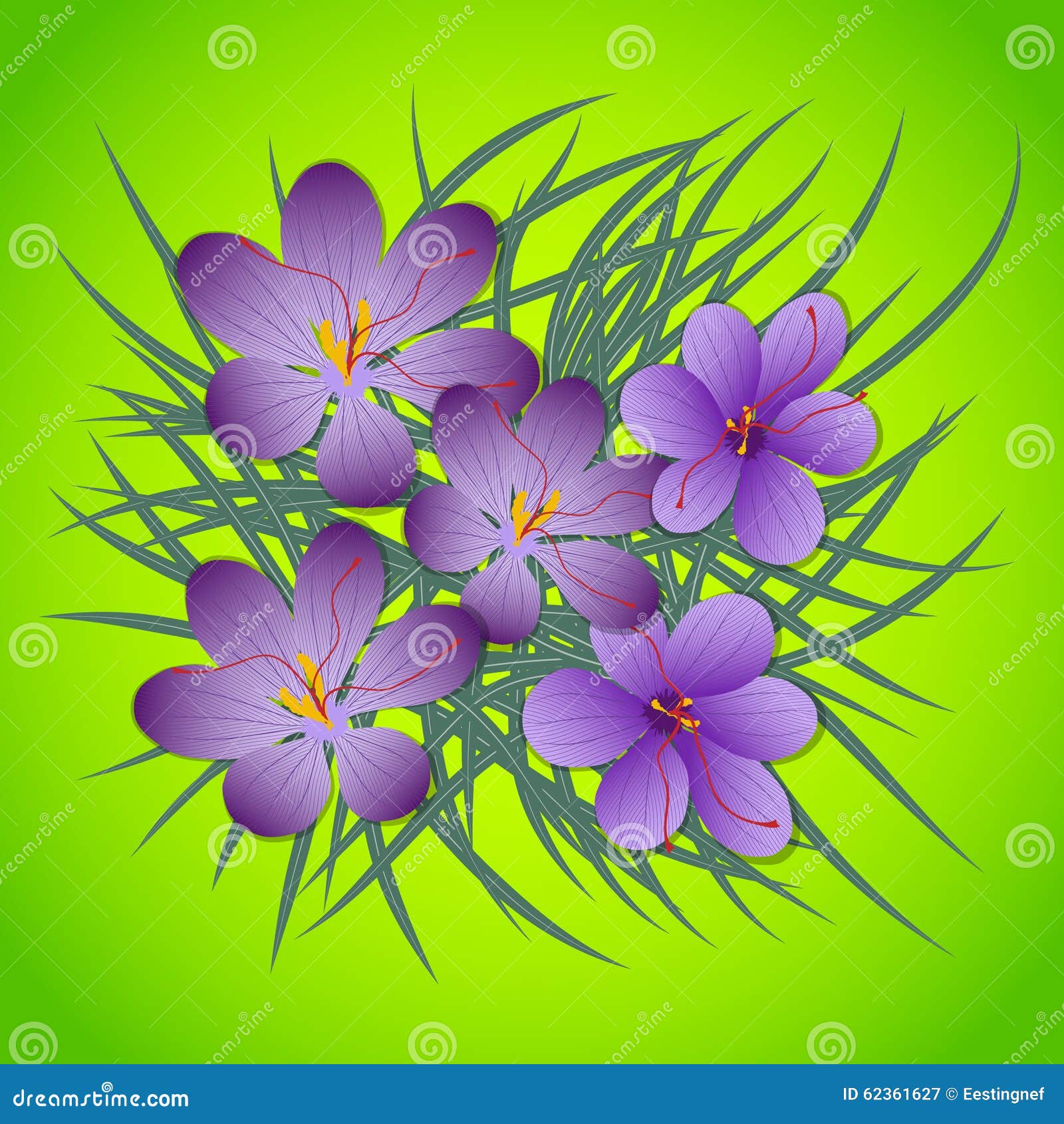 Saffron,Crocus Sativus Purple Flowers. Stock Vector - Illustration of ...