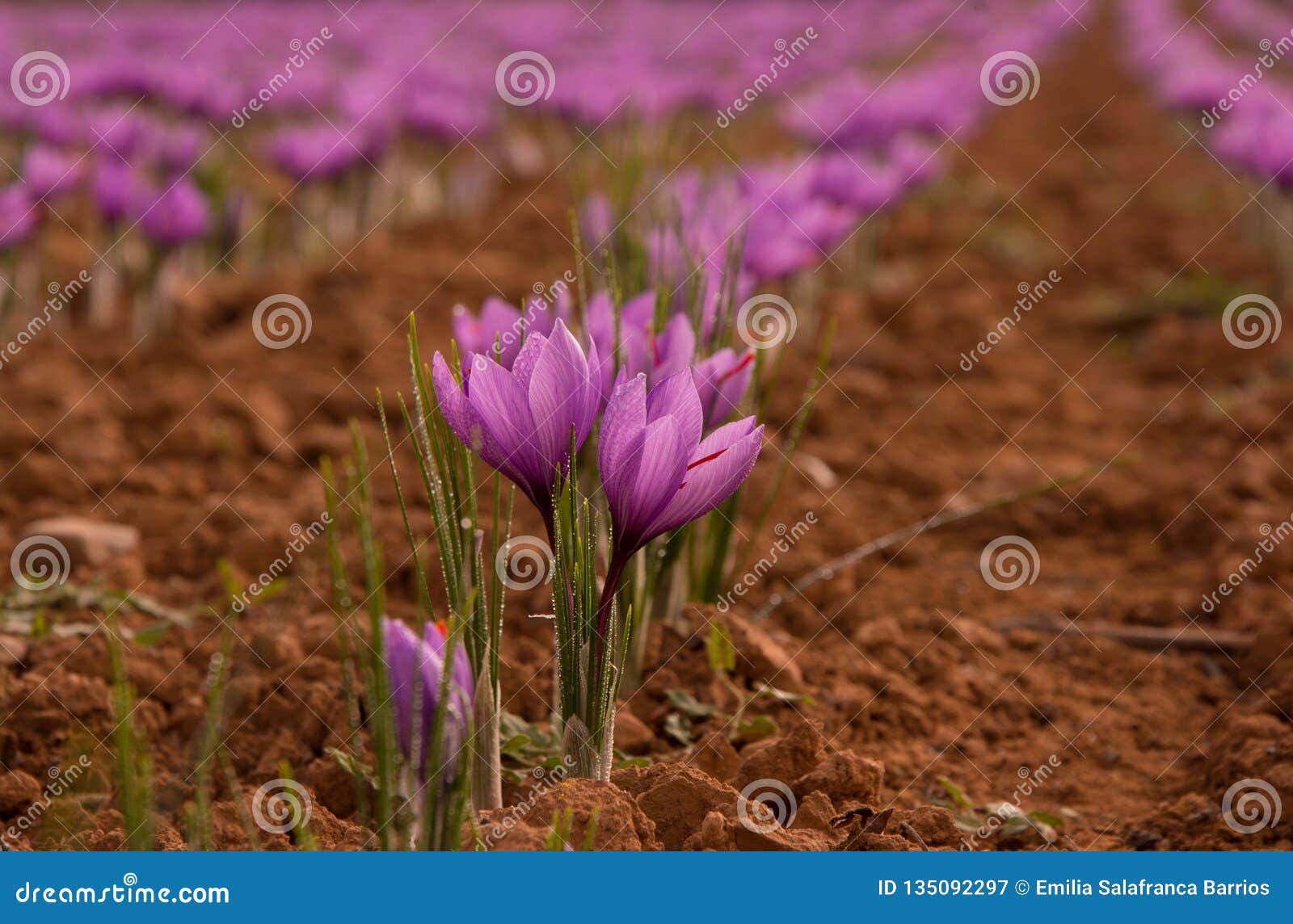 Field of saffron in Spain stock image. Image of rich - 135092297