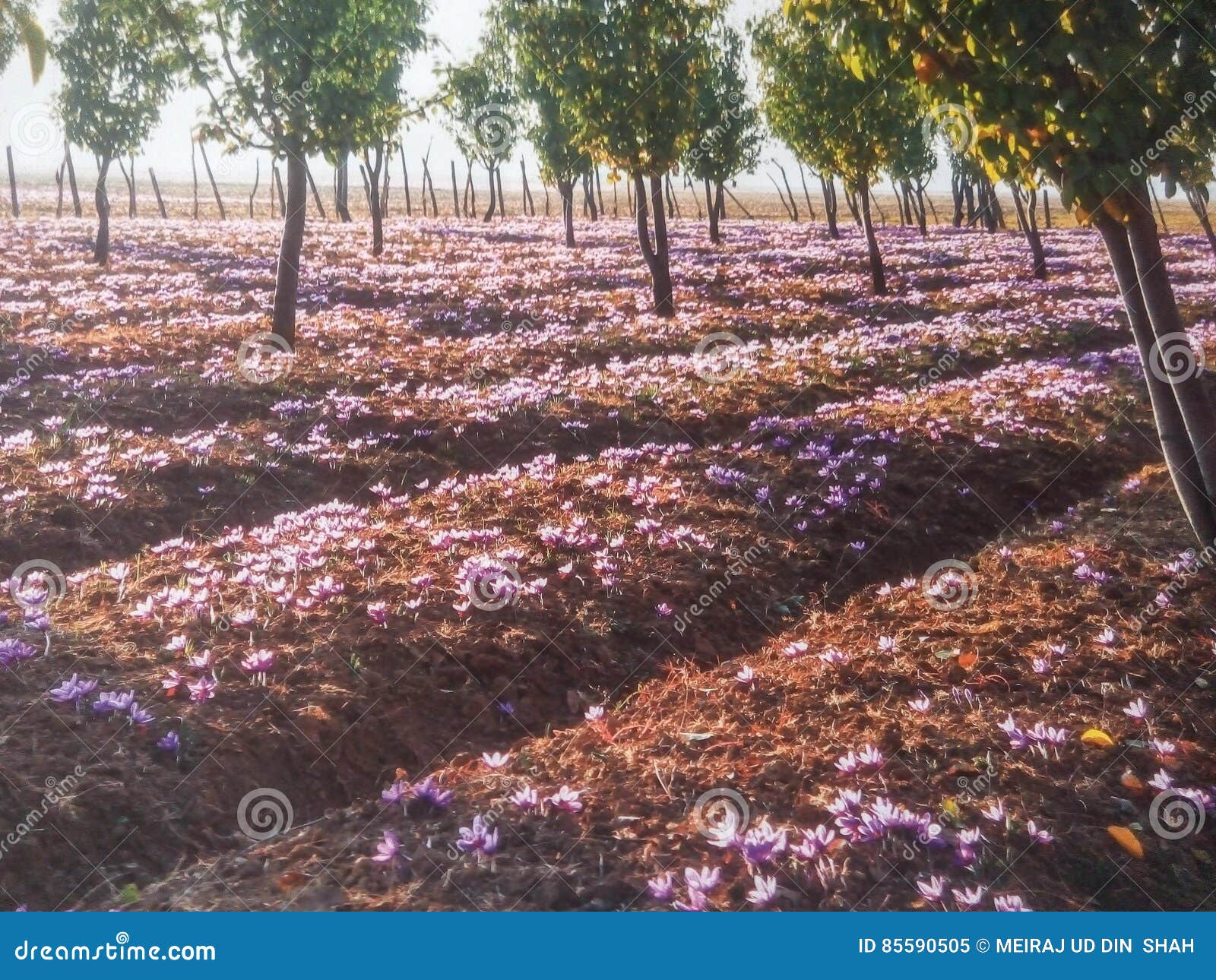 Field of crocus flowers stock image. Image of luxury - 85590505