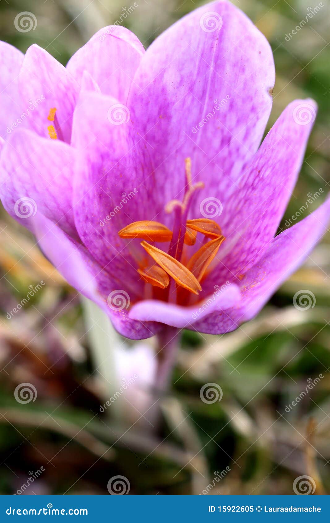 Saffron flower stock image. Image of annual, detail, nature - 15922605