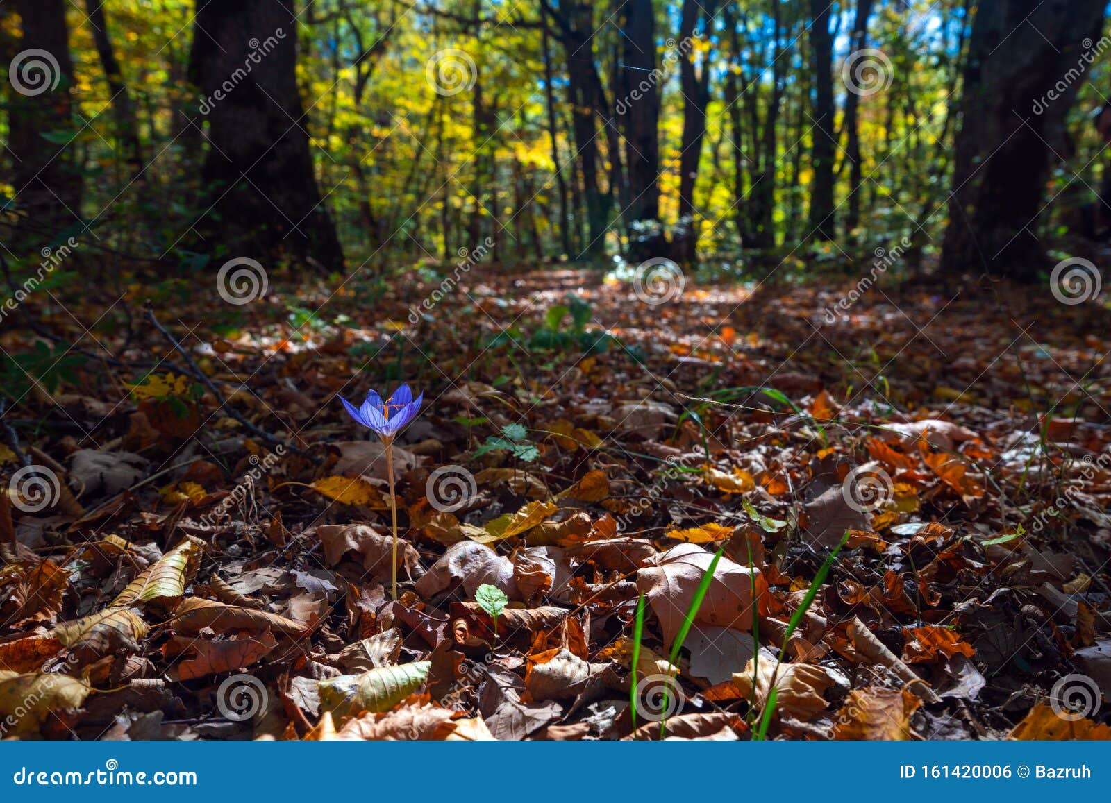 Saffron Flower in the Autumn Forest Stock Photo - Image of floral, lila ...