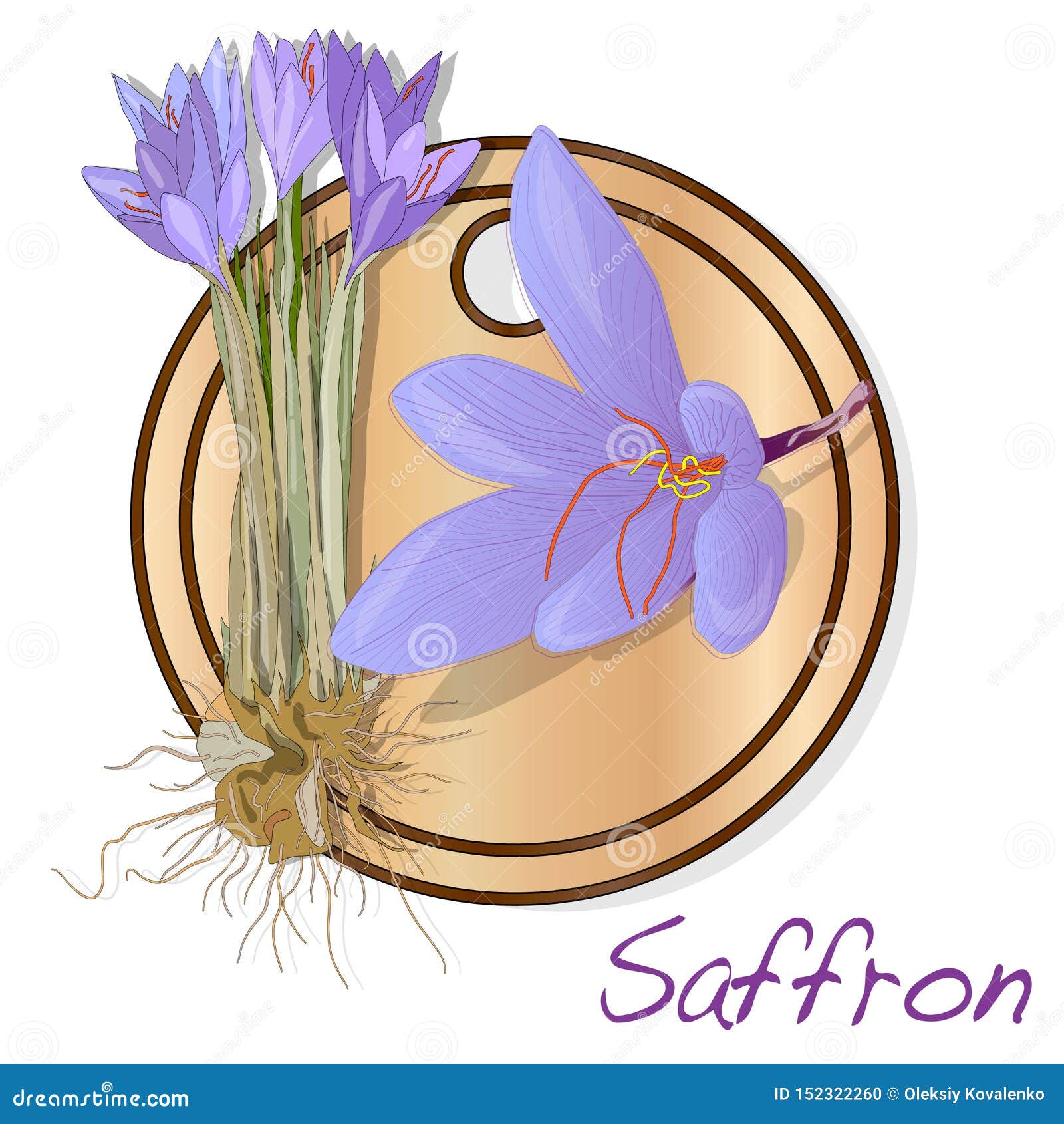 Saffron Flower on the Dish Illustration Set. Vector Isolated Stock ...