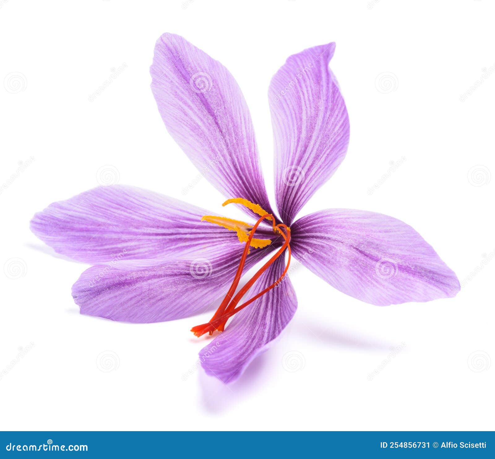 Saffron flower stock image. Image of crocus, saffron - 254856731