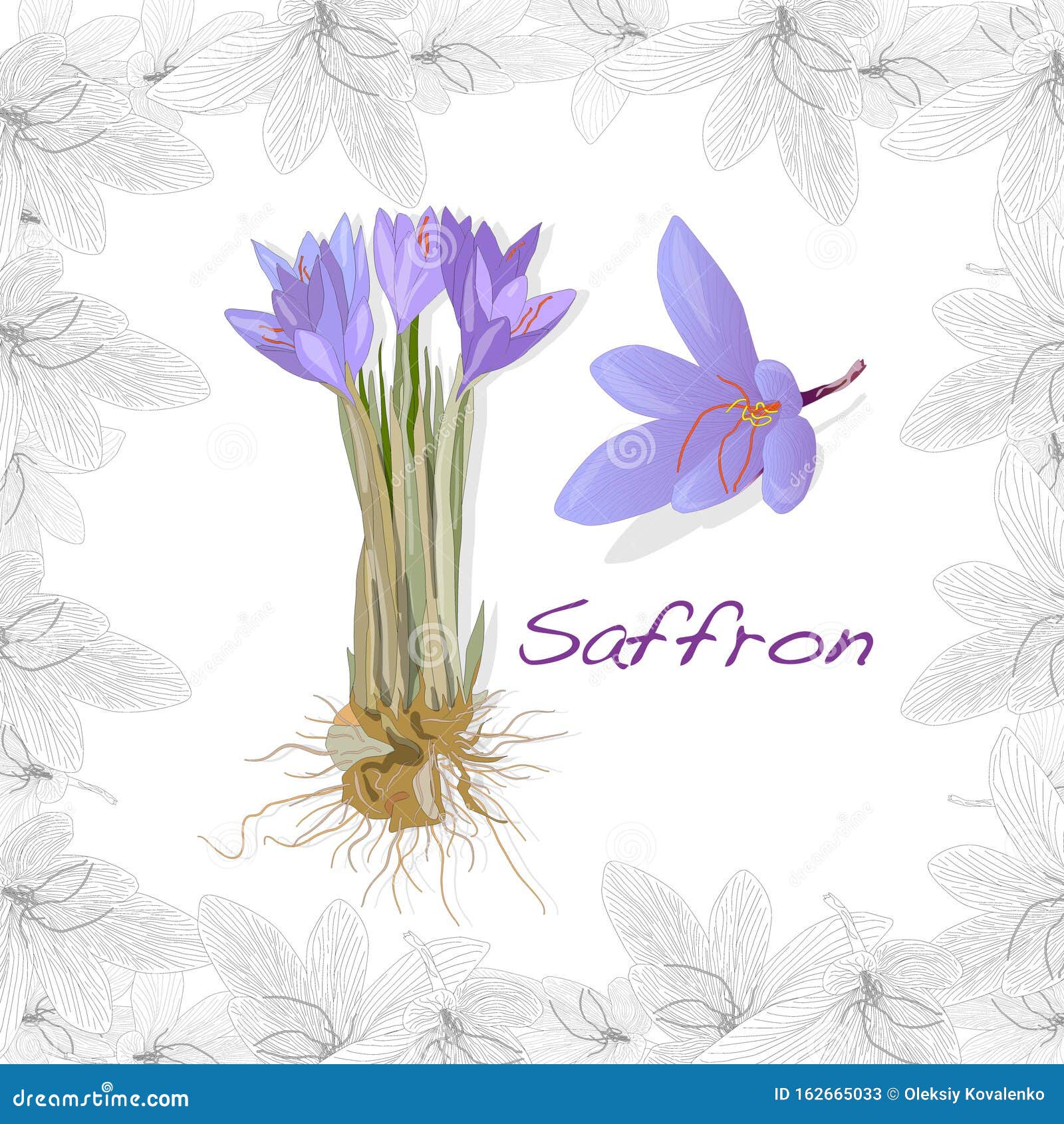 Saffron Flower Set in Decorative Frame. Vector Isolated Image Stock ...