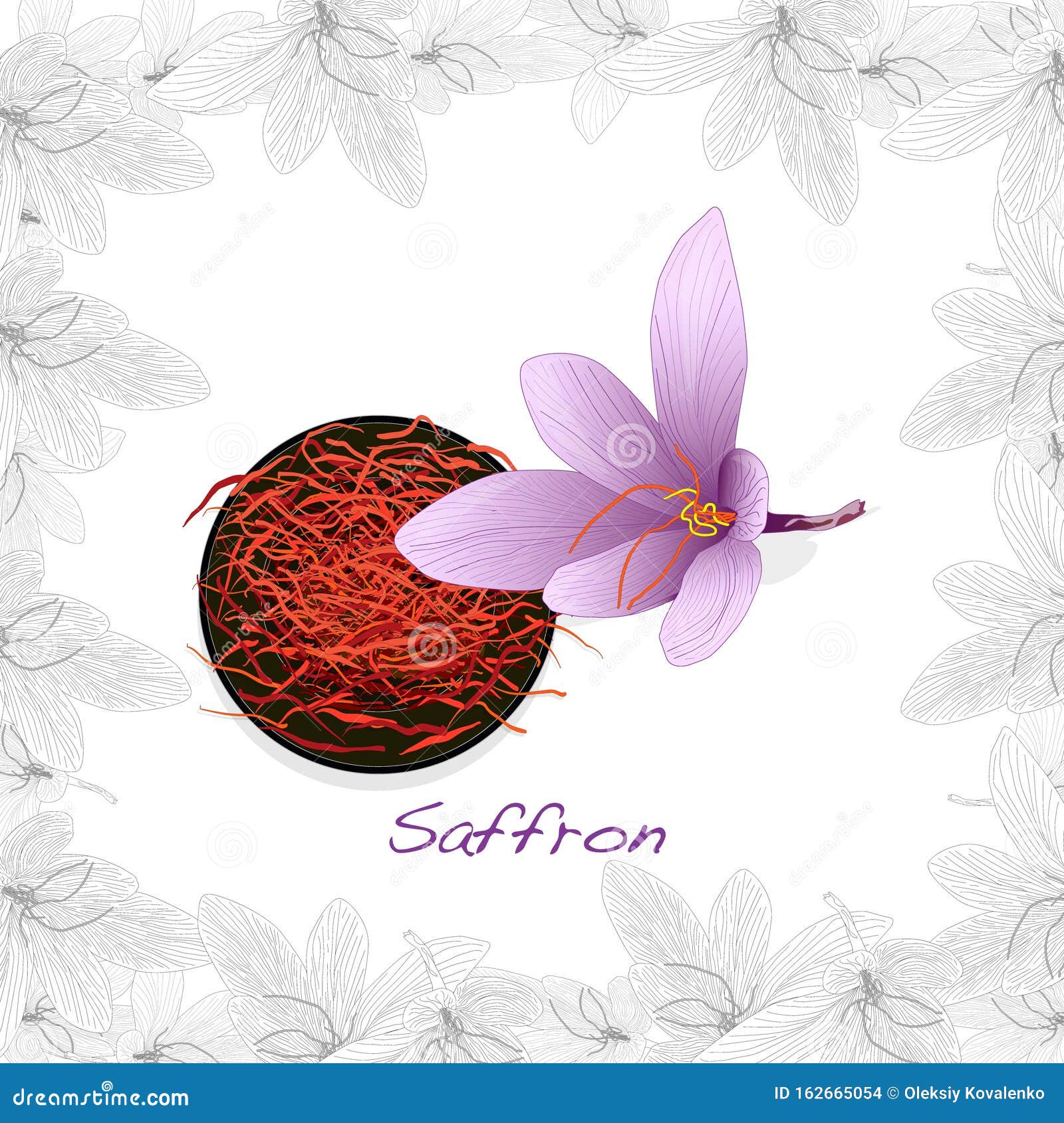 Saffron Flower Set in Decorative Frame. Vector Isolated Image Stock ...