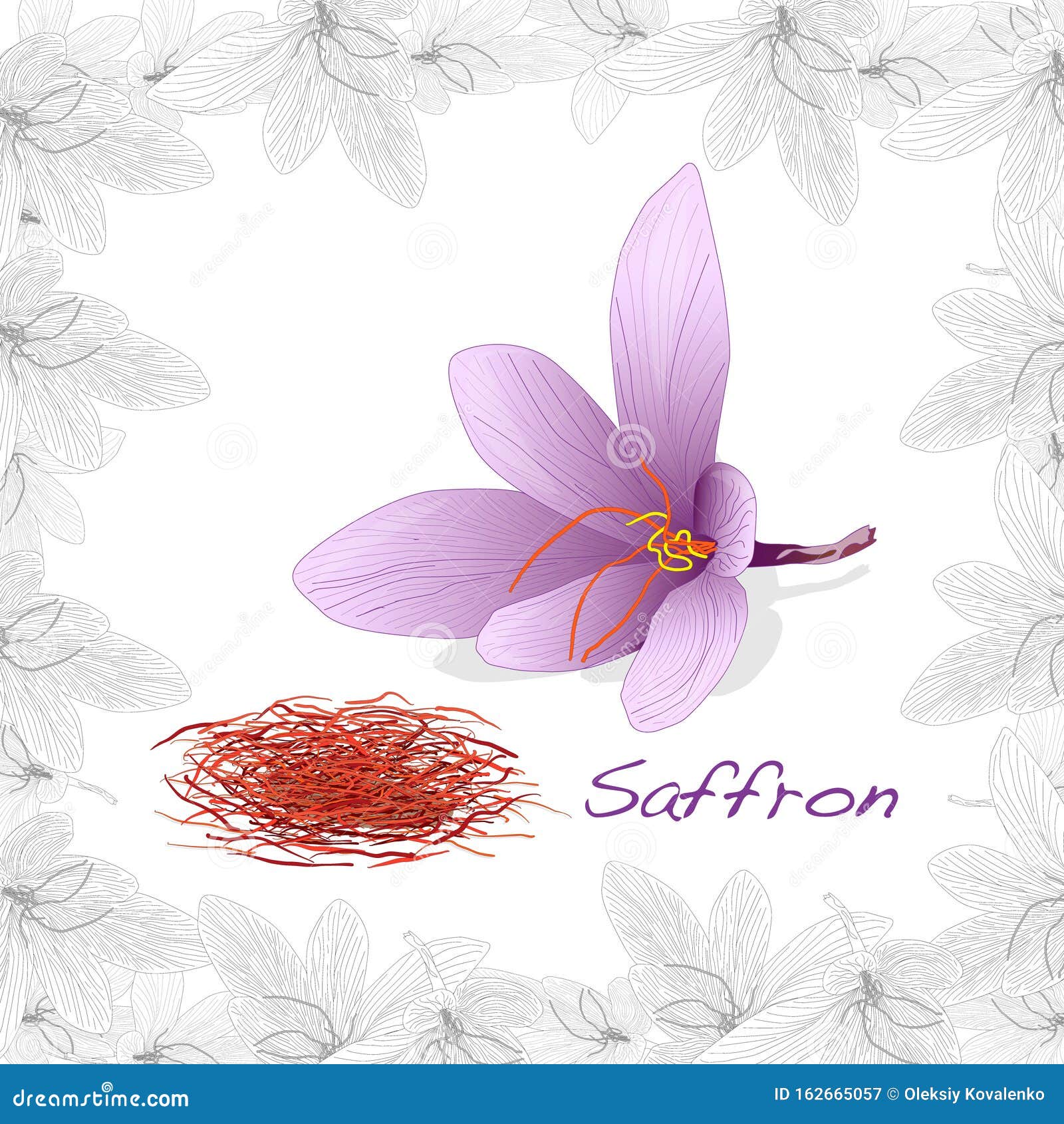Saffron Flower Set in Decorative Frame. Vector Isolated Image Stock ...