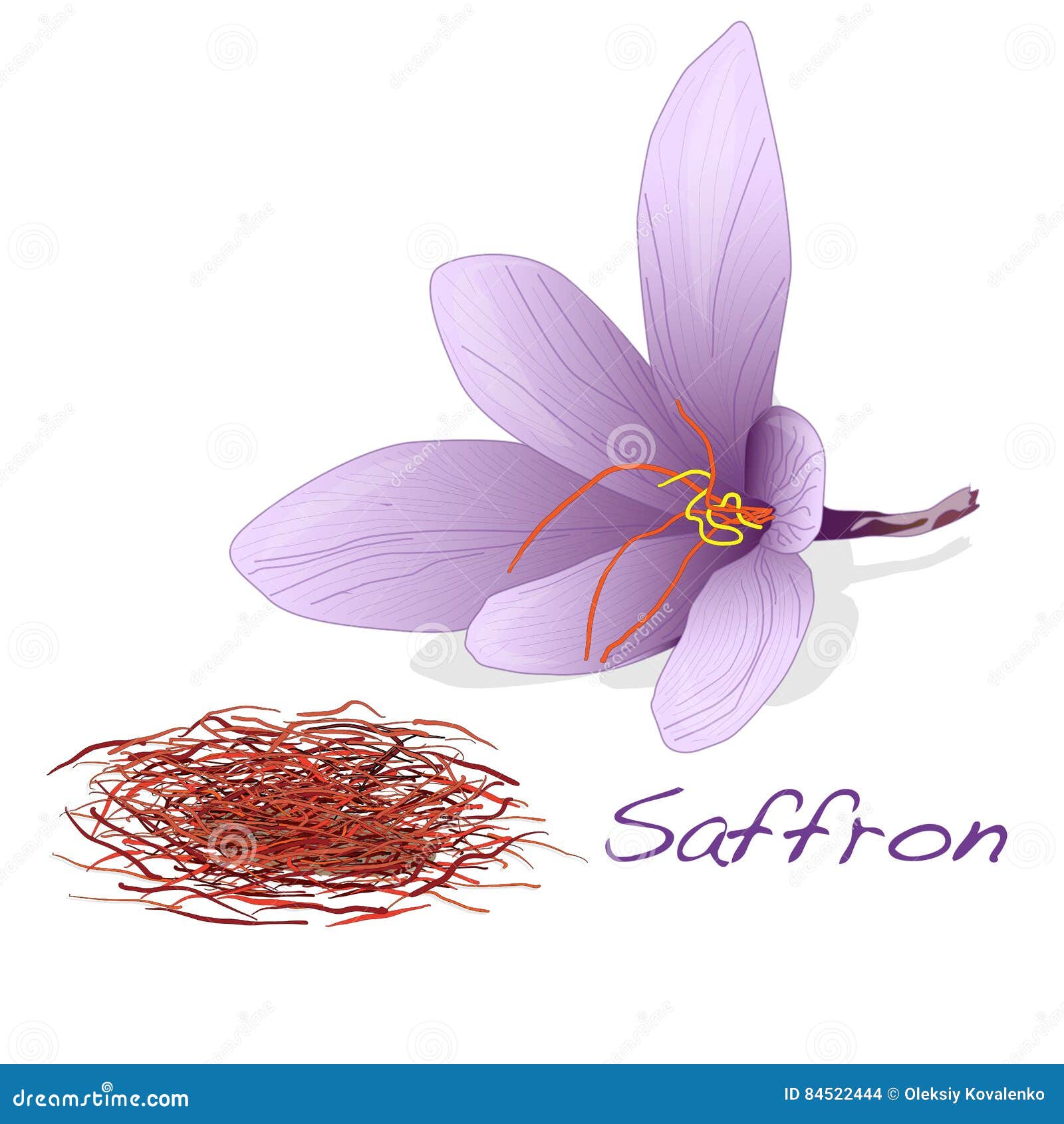 Saffron Flower Set. Vector. Stock Vector - Illustration of spice, macro ...