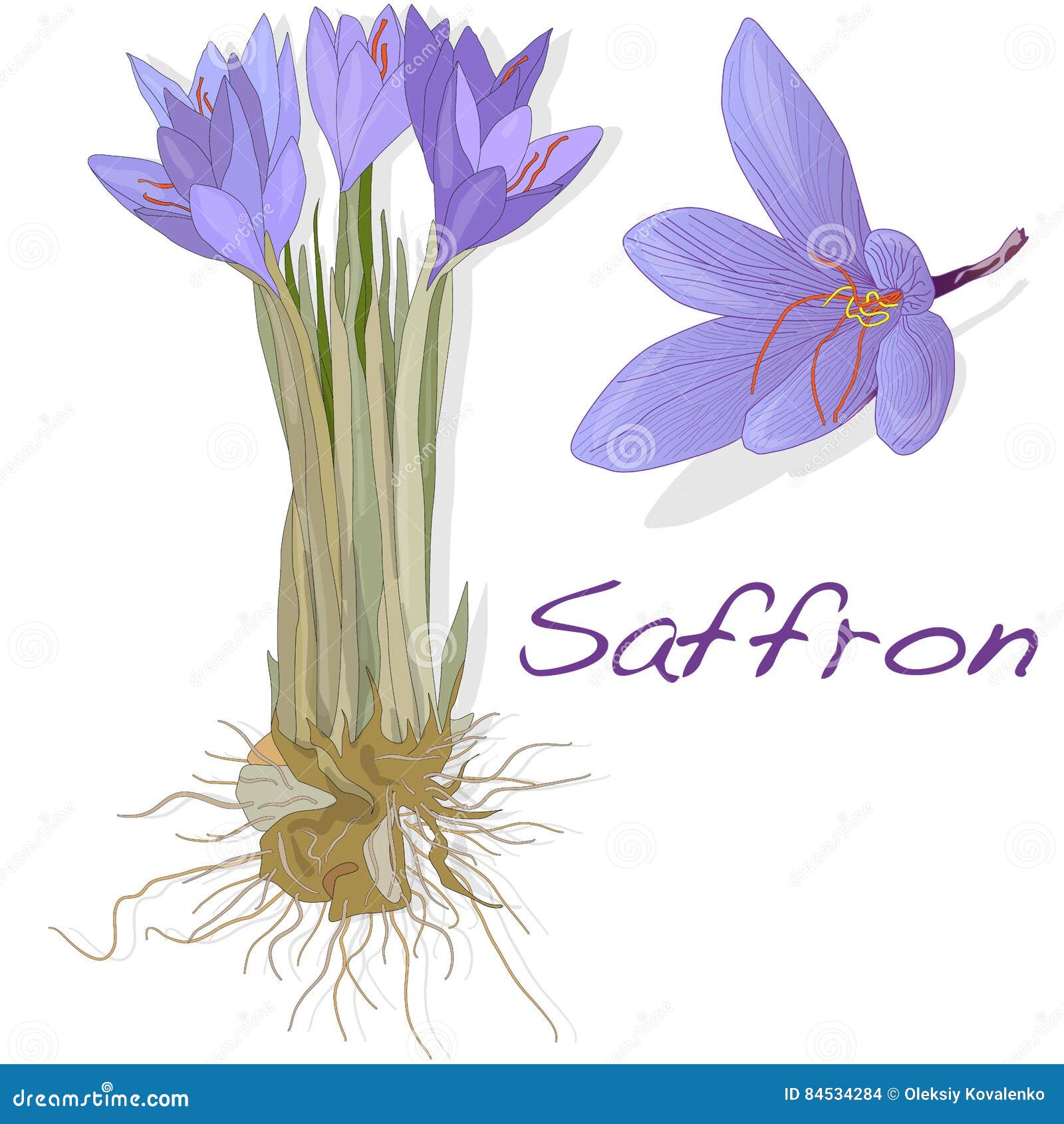 Saffron Flower Set. Vector. Stock Vector - Illustration of plant, food ...