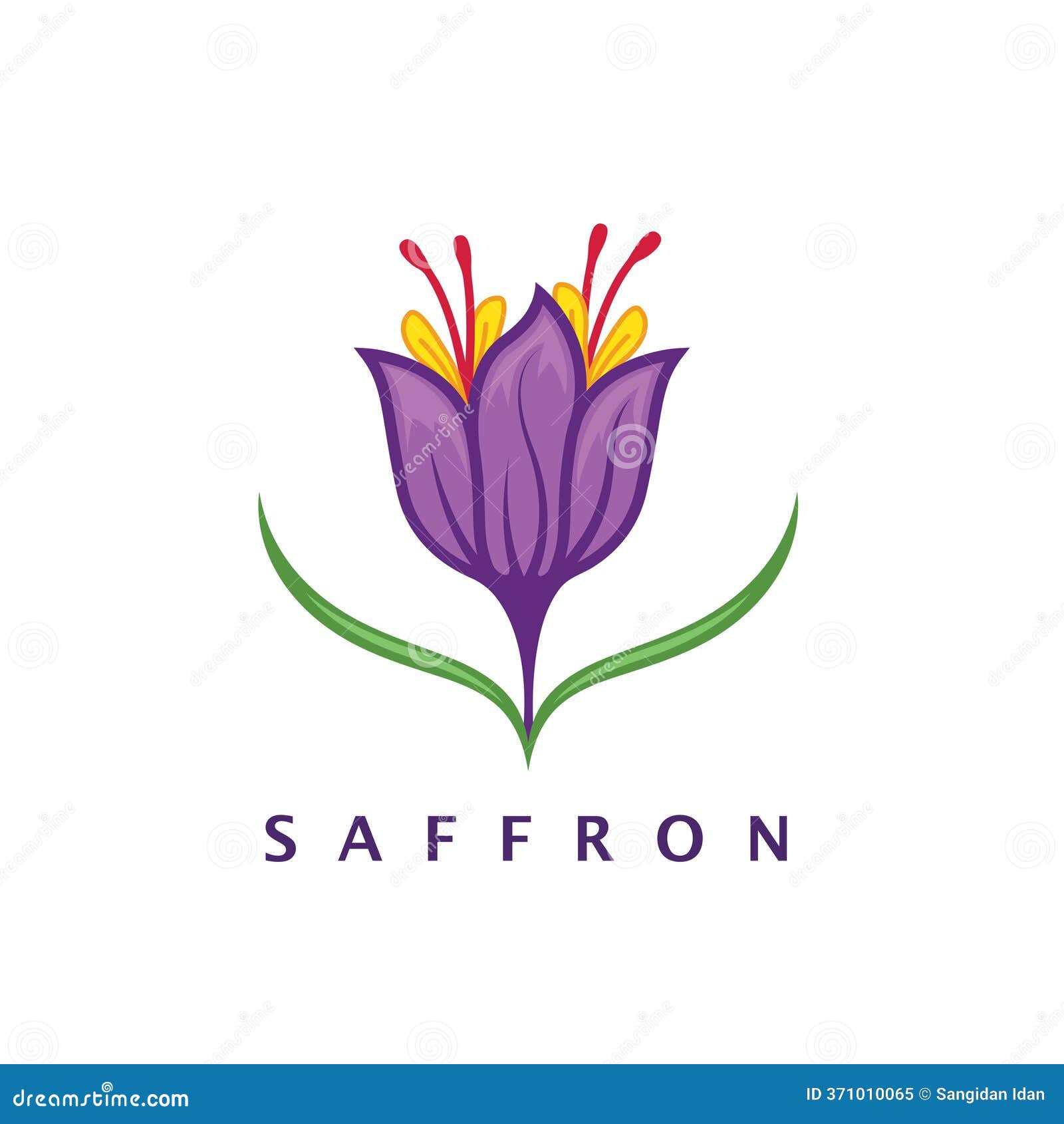 Saffron Flower Bud Open Close-up. Seasoning Expensive Saffron Vector ...