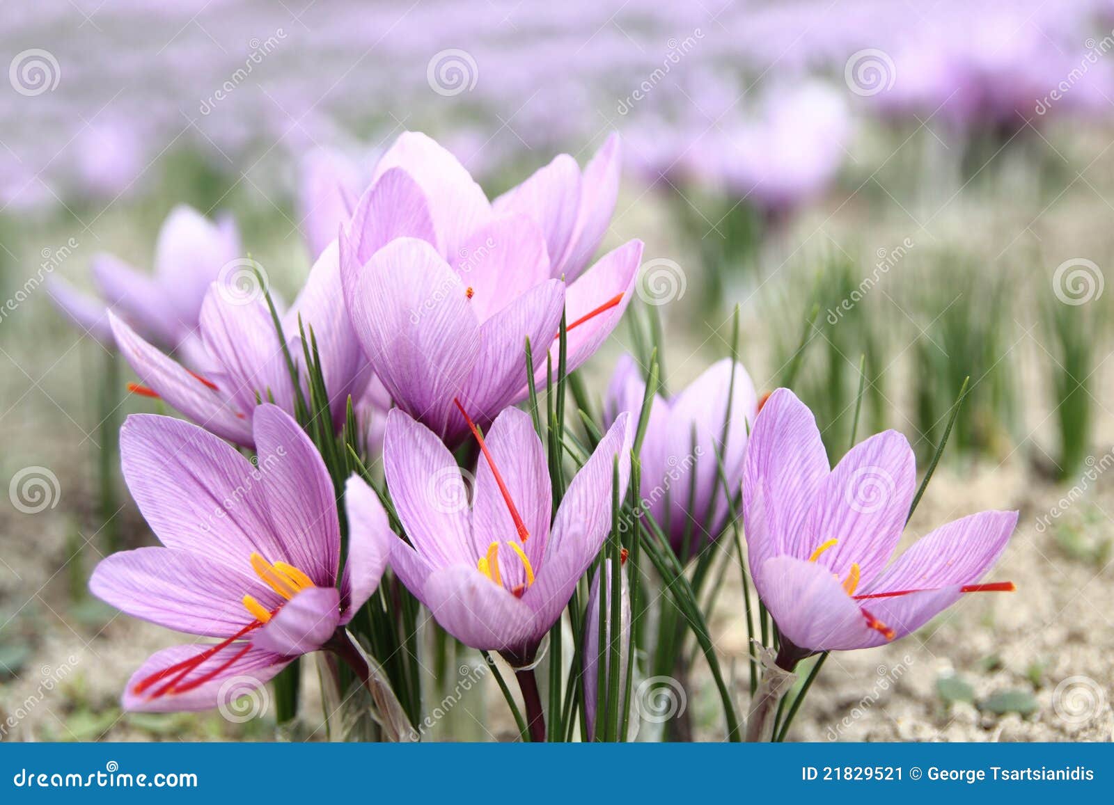 Saffron flowers stock image. Image of beauty, antioxidant - 21829521
