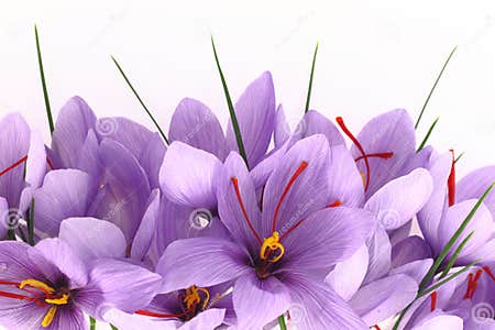 Saffron flowers stock photo. Image of autumn, frame, harvest - 21829802