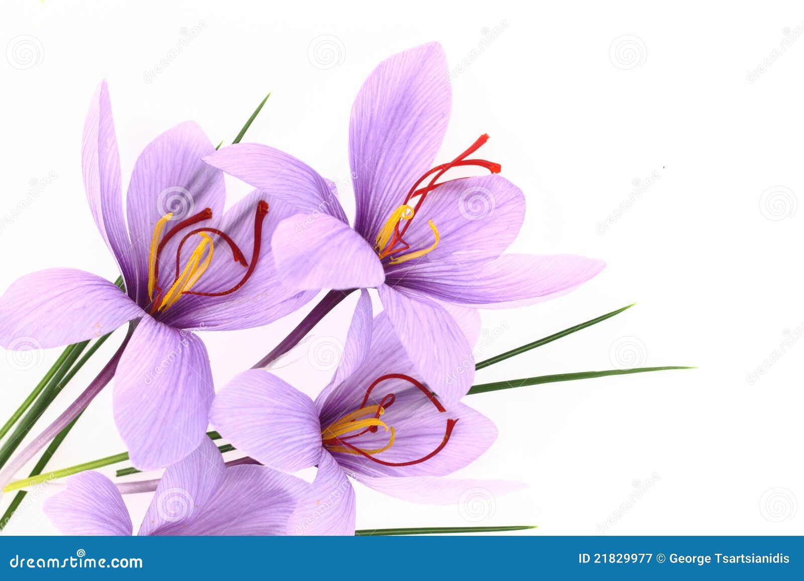 Saffron flowers stock image. Image of blossom, blossoming - 21829977