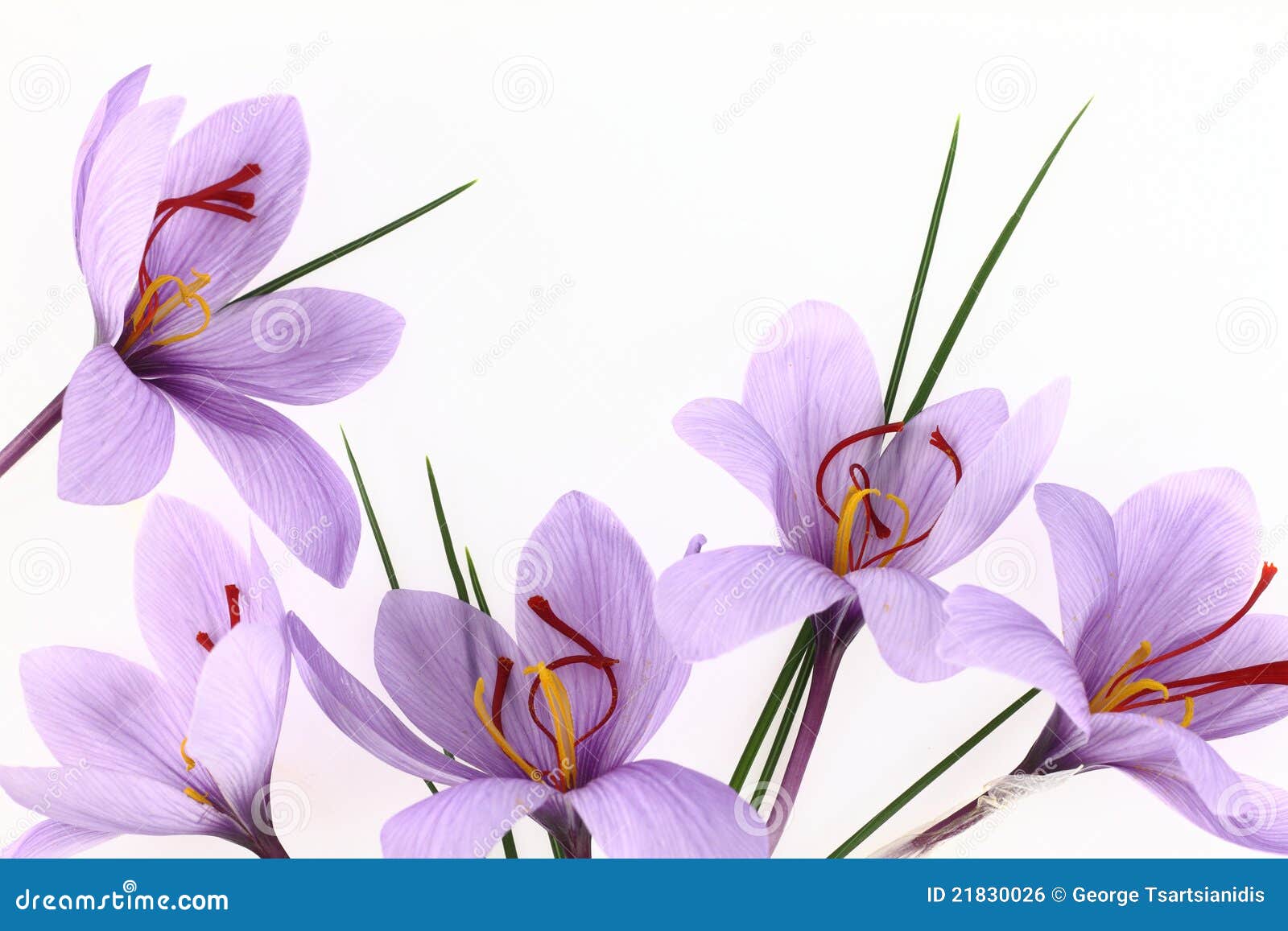 Saffron flowers stock photo. Image of antioxidant, harvest - 21830026