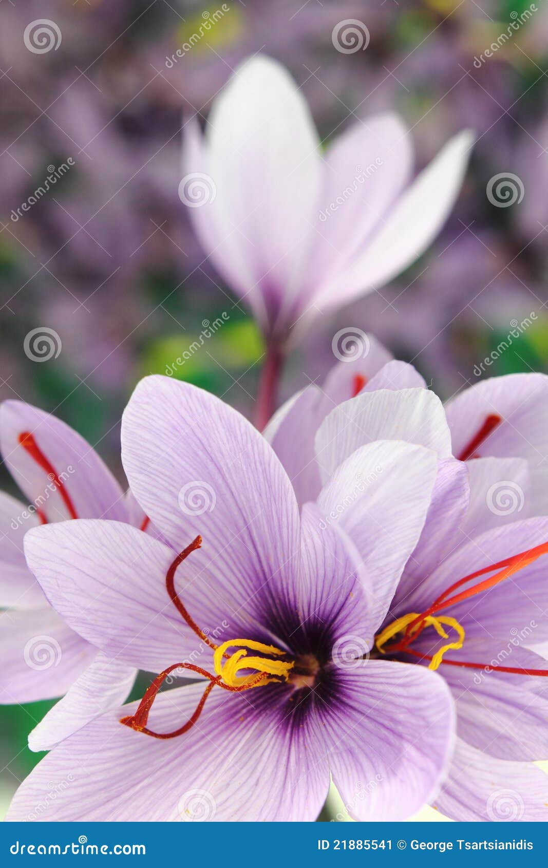 Saffron flowers stock image. Image of harvest, agricultural - 21885541