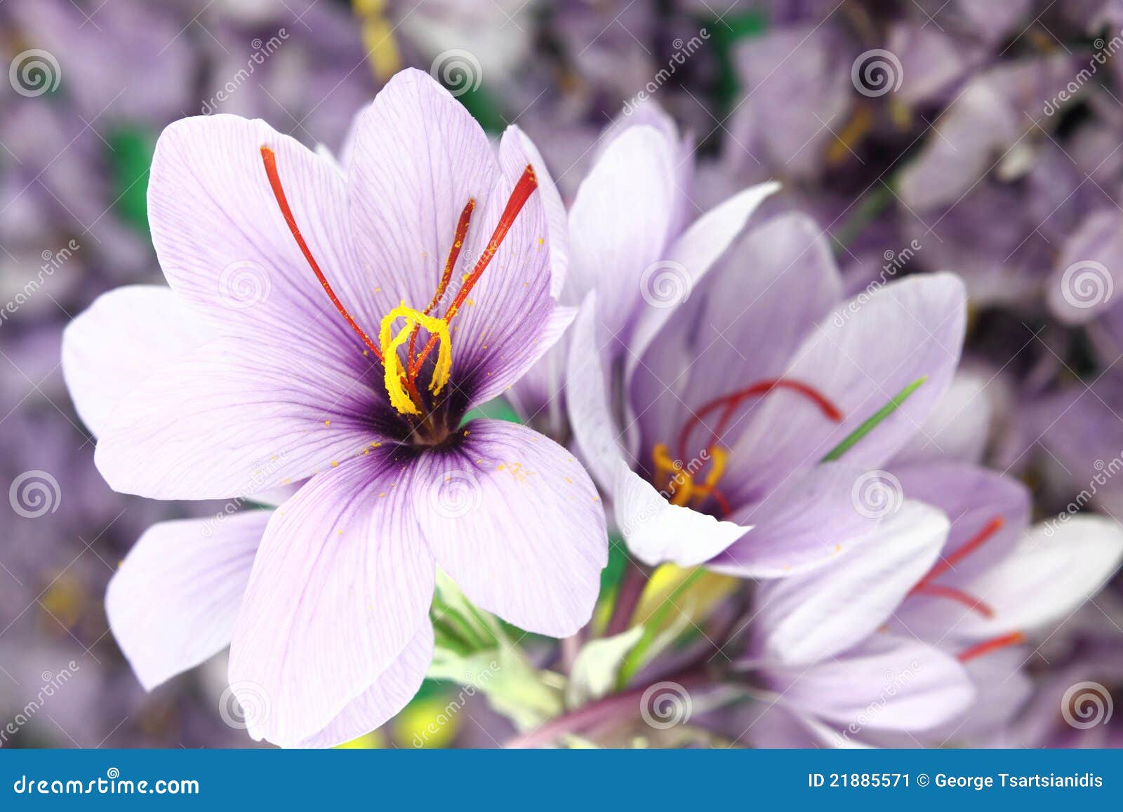 Saffron flowers stock image. Image of leaf, leaves, fragrance - 21885571