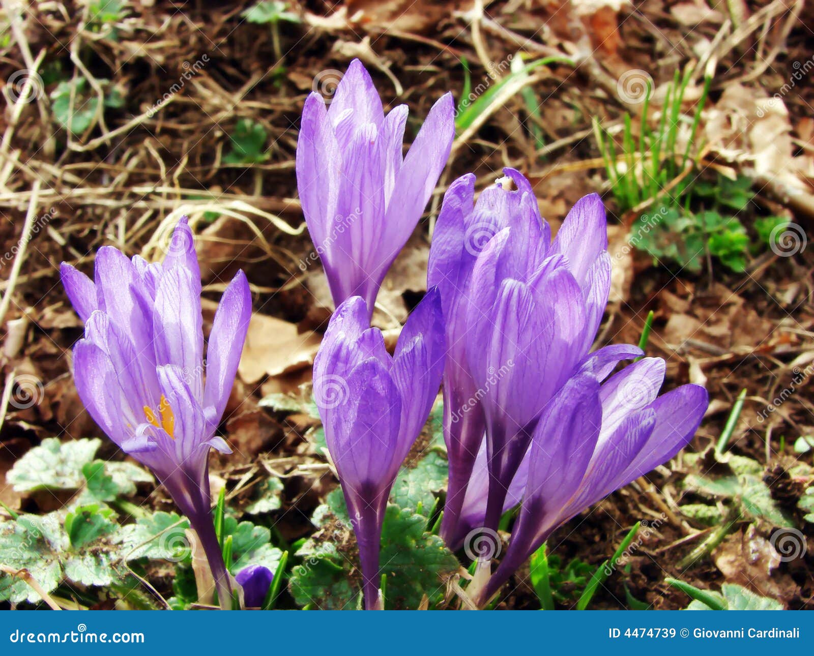 Saffron flowers stock image. Image of beautiful, nature - 4474739