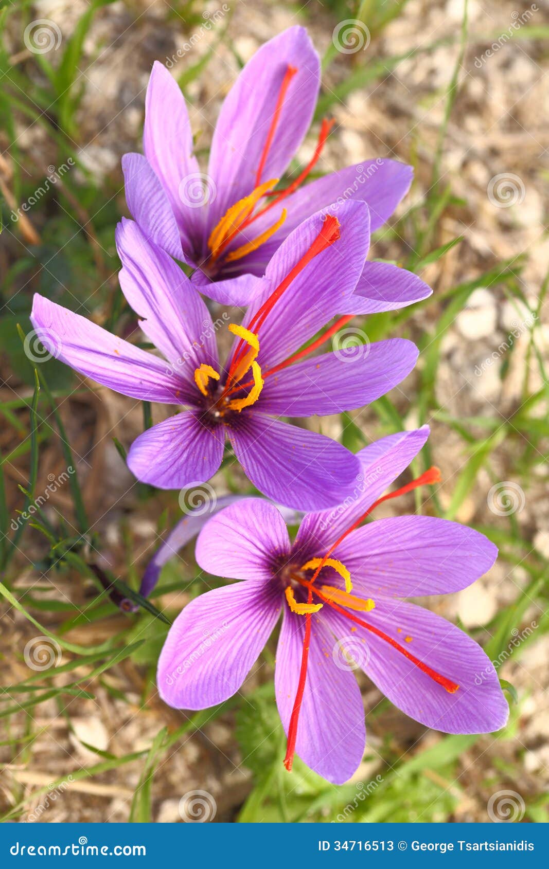 Saffron flowers stock image. Image of antioxidant, blossom - 34716513