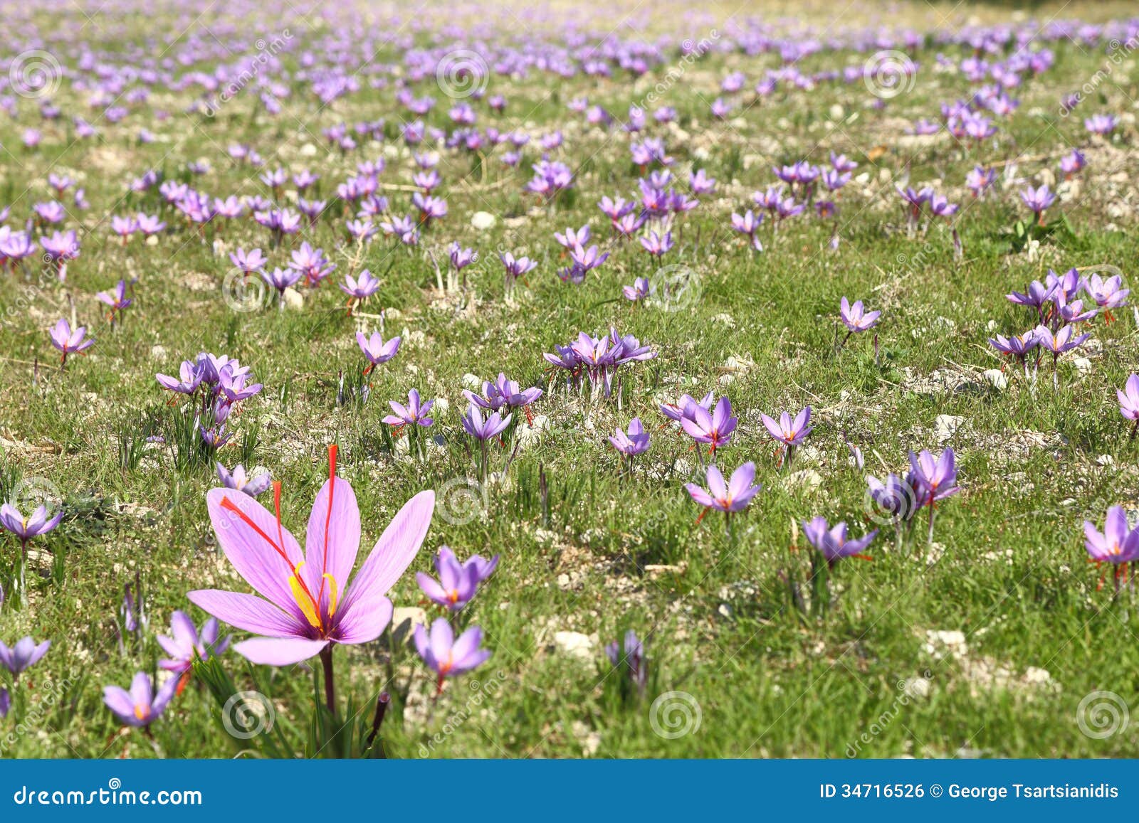 Saffron flowers stock photo. Image of agriculture, aromatic - 34716526
