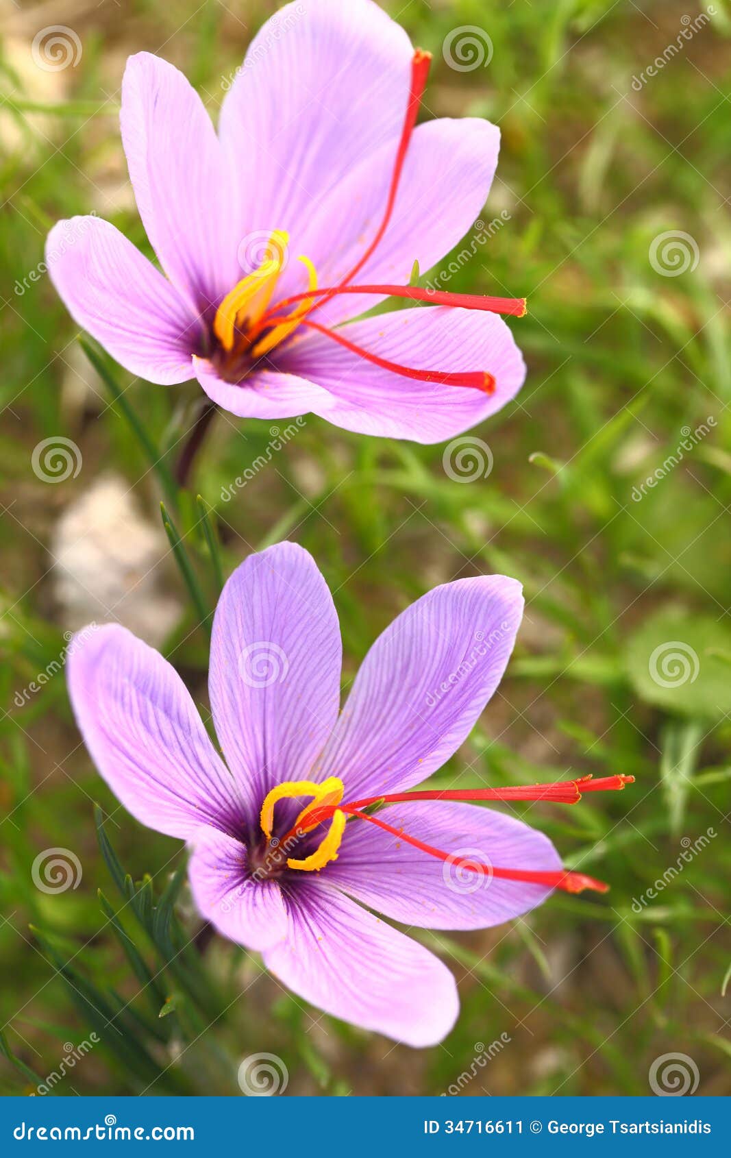 Saffron flowers stock image. Image of agriculture, food - 34716611