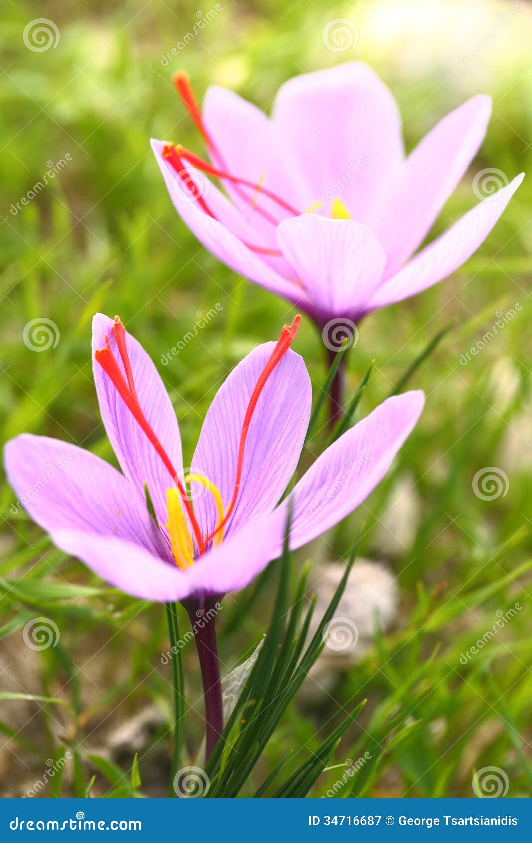 Saffron flowers stock image. Image of field, purple, food - 34716687