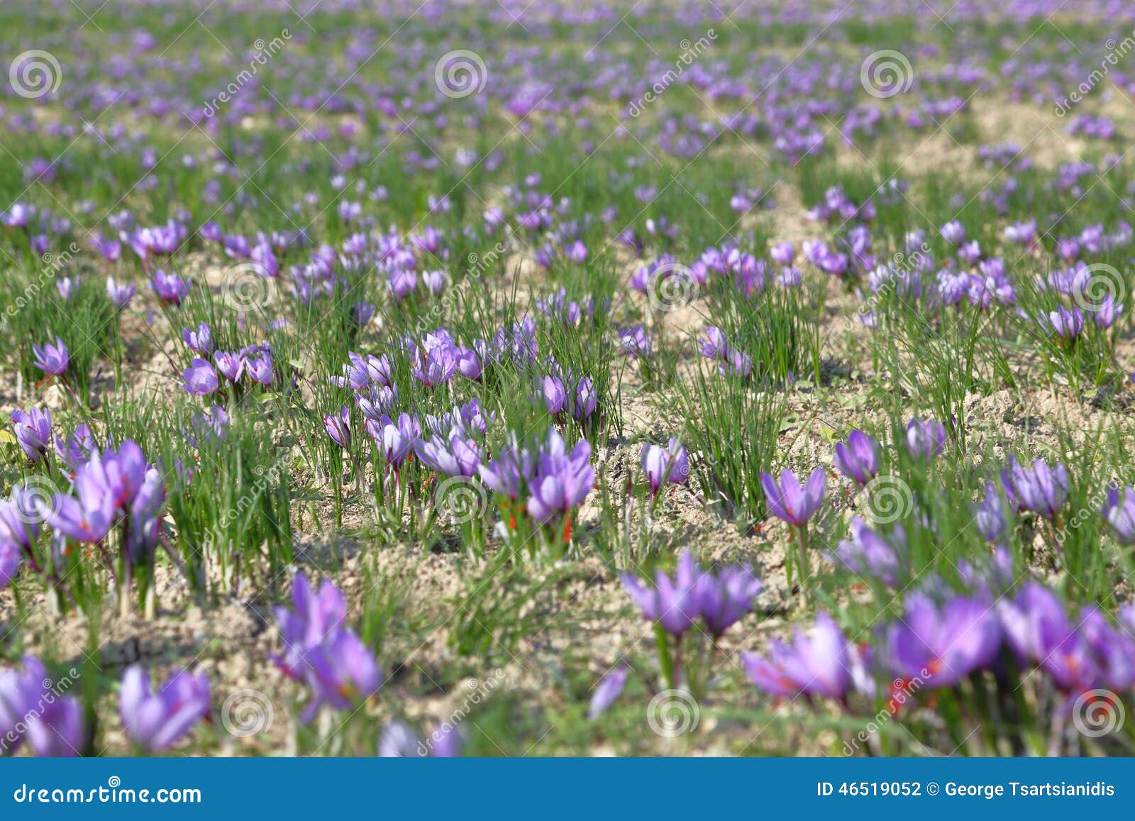 Saffron flowers stock photo. Image of autumn, crocus - 46519052