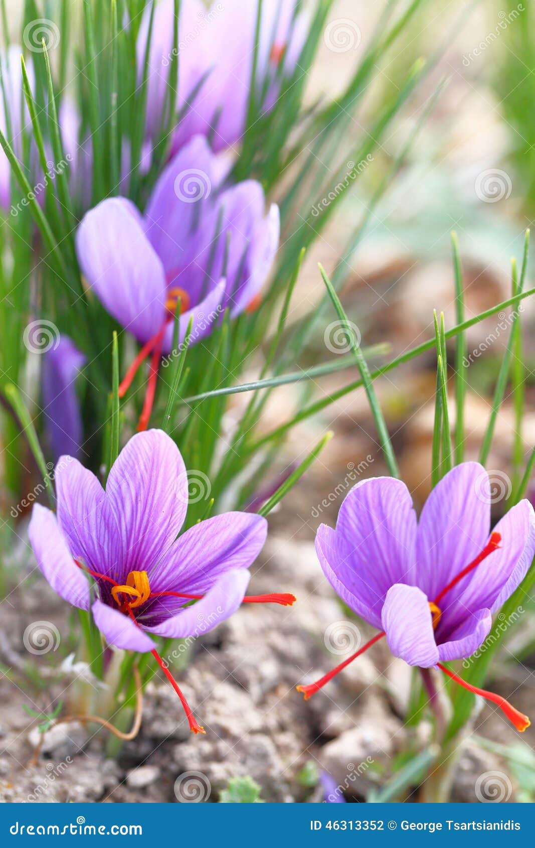 Saffron flowers in a field stock photo. Image of beauty - 46313352