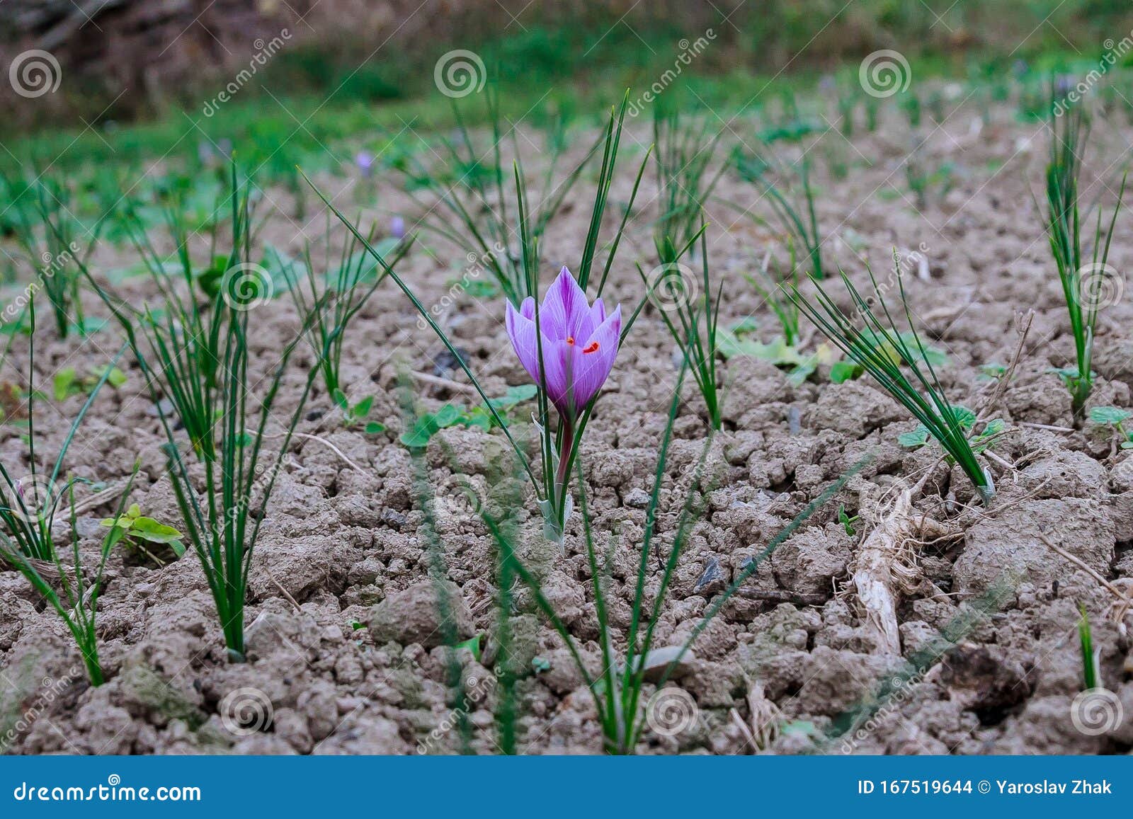 Saffron Flowers on a Saffron Field during Flowering Stock Photo - Image ...