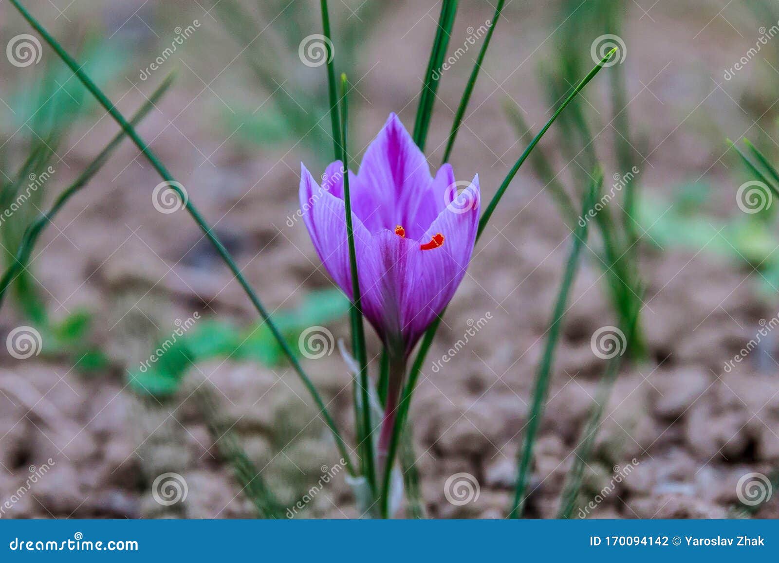 Saffron Flowers on a Saffron Field during Flowering Stock Photo - Image ...